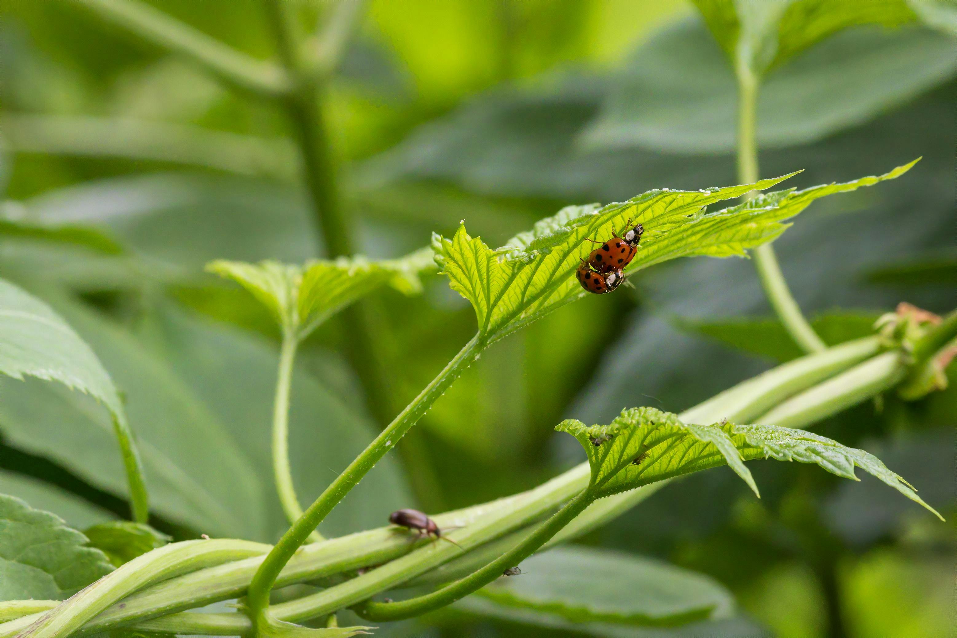 Ladybugs on Plant Leaves · Free Stock Photo
