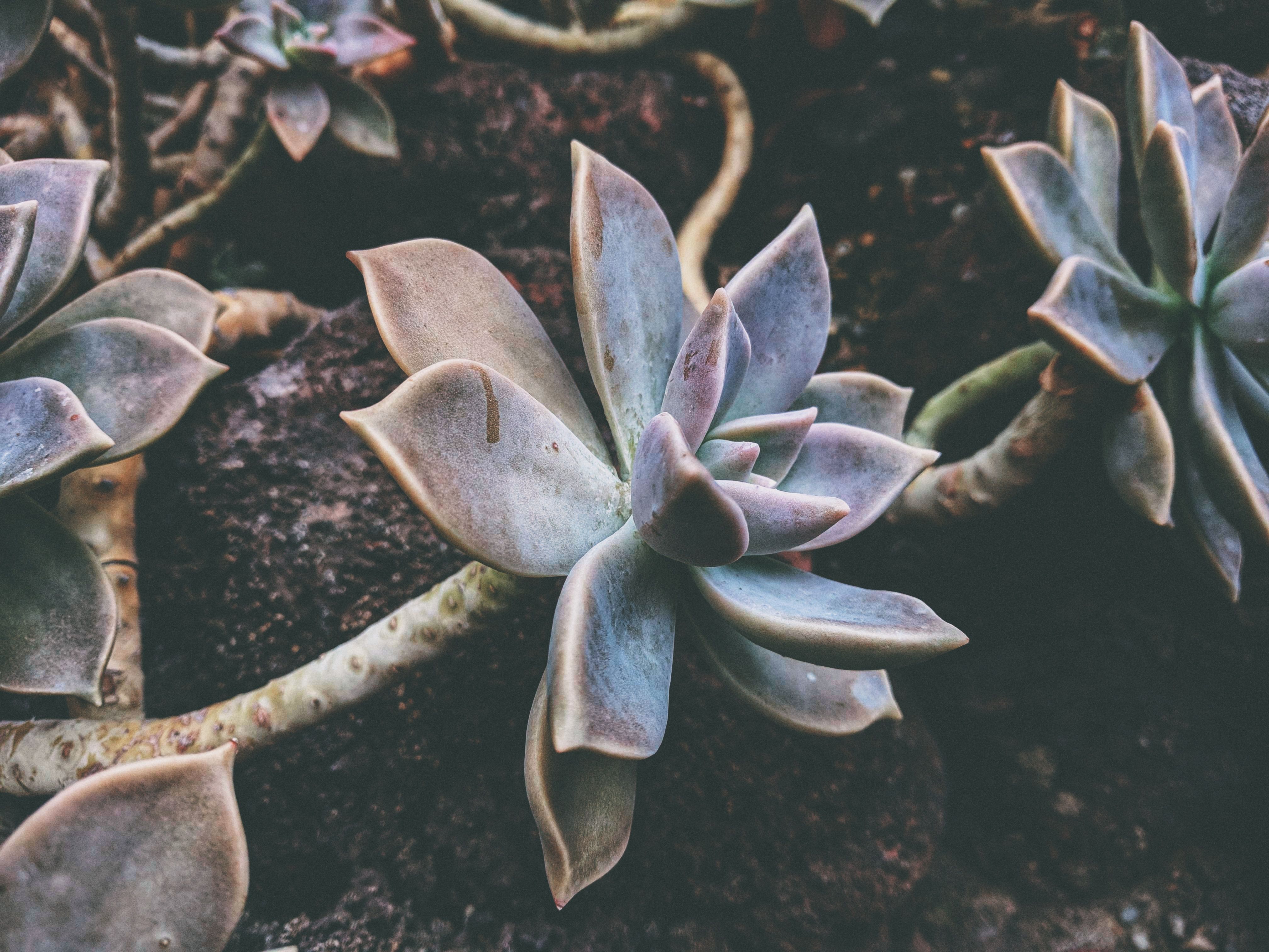 Close-Up Photo of Green Succulents · Free Stock Photo
