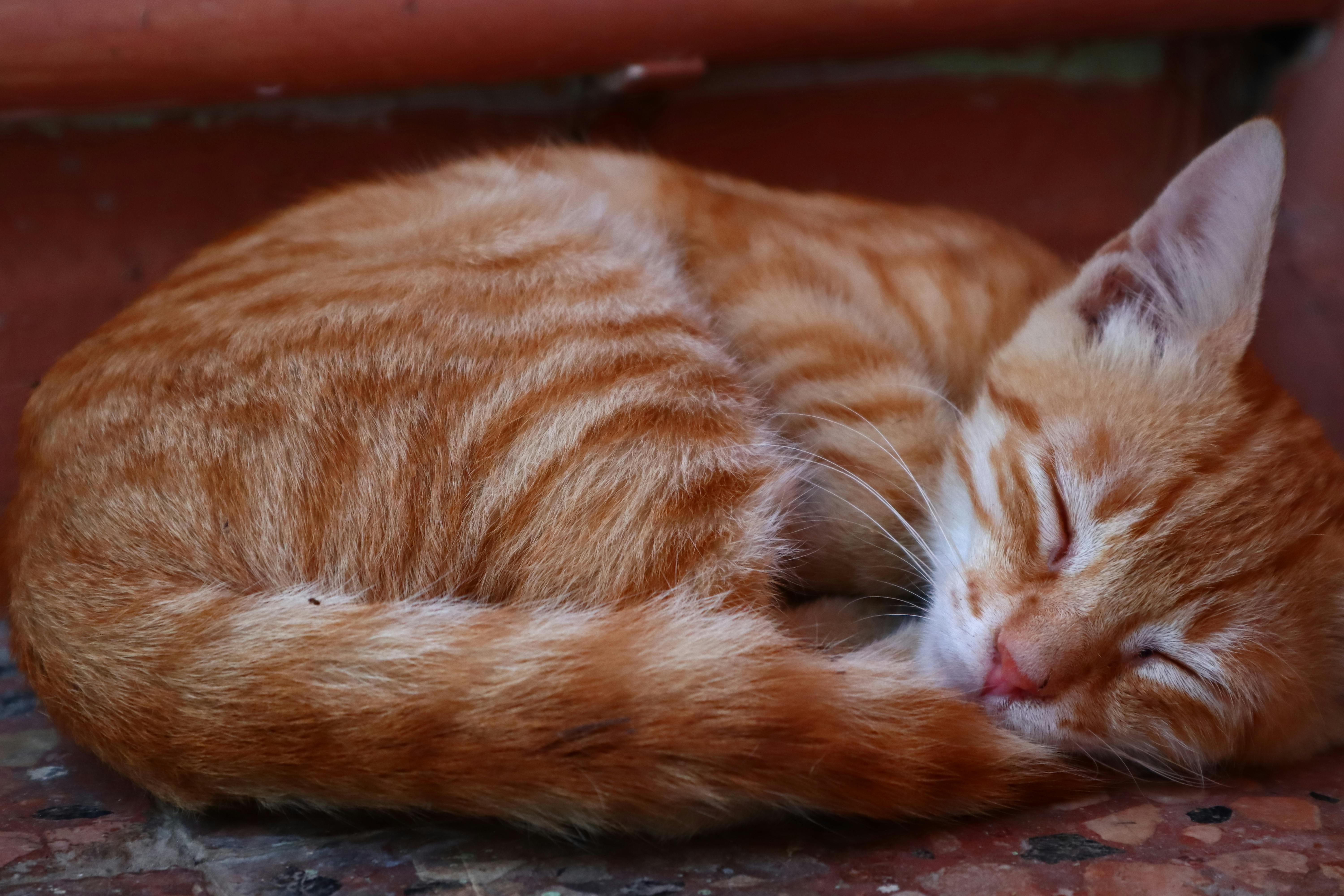 Photo of Sleeping Tabby Cat · Free Stock Photo