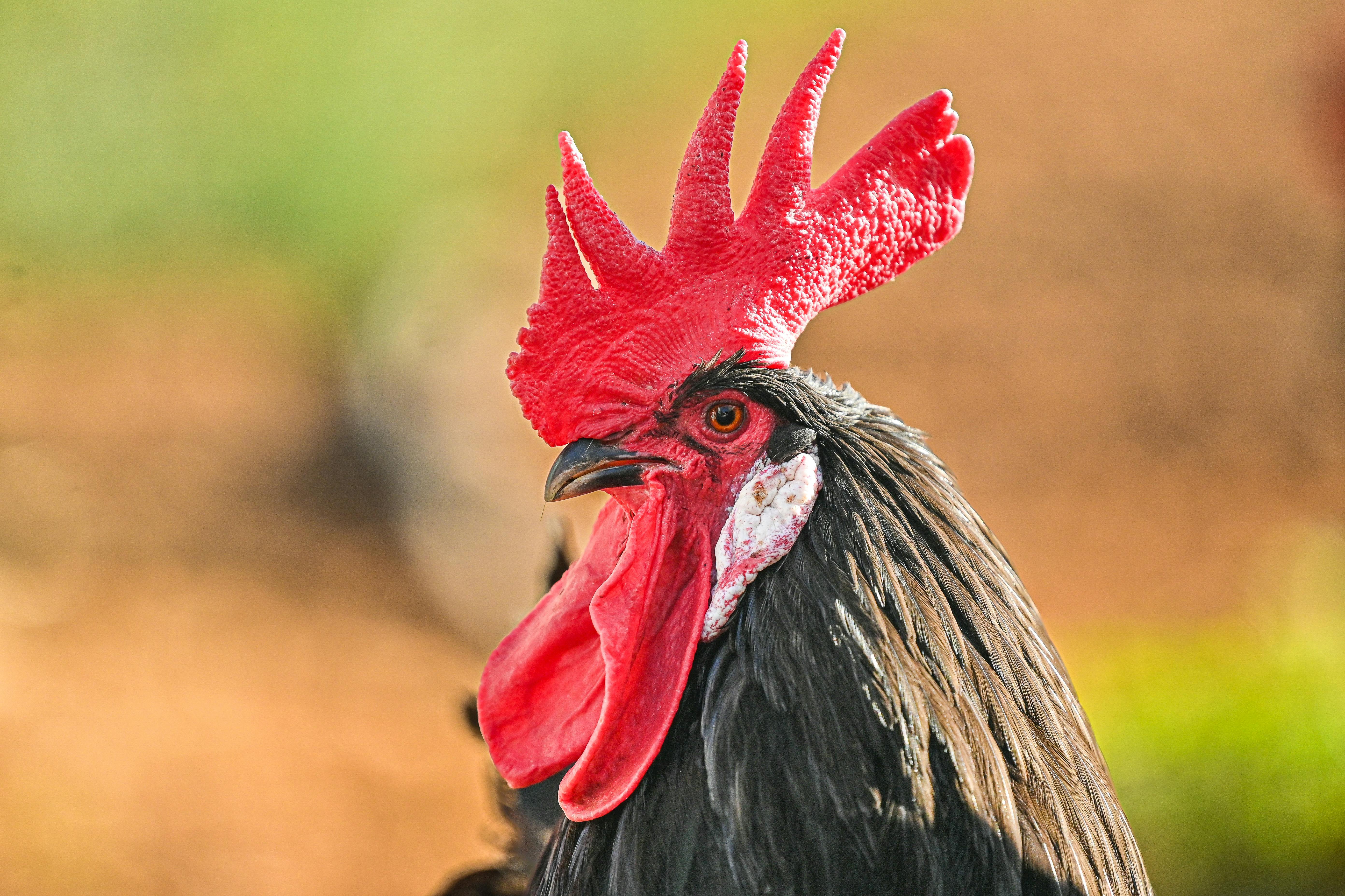 Portrait of Rooster · Free Stock Photo