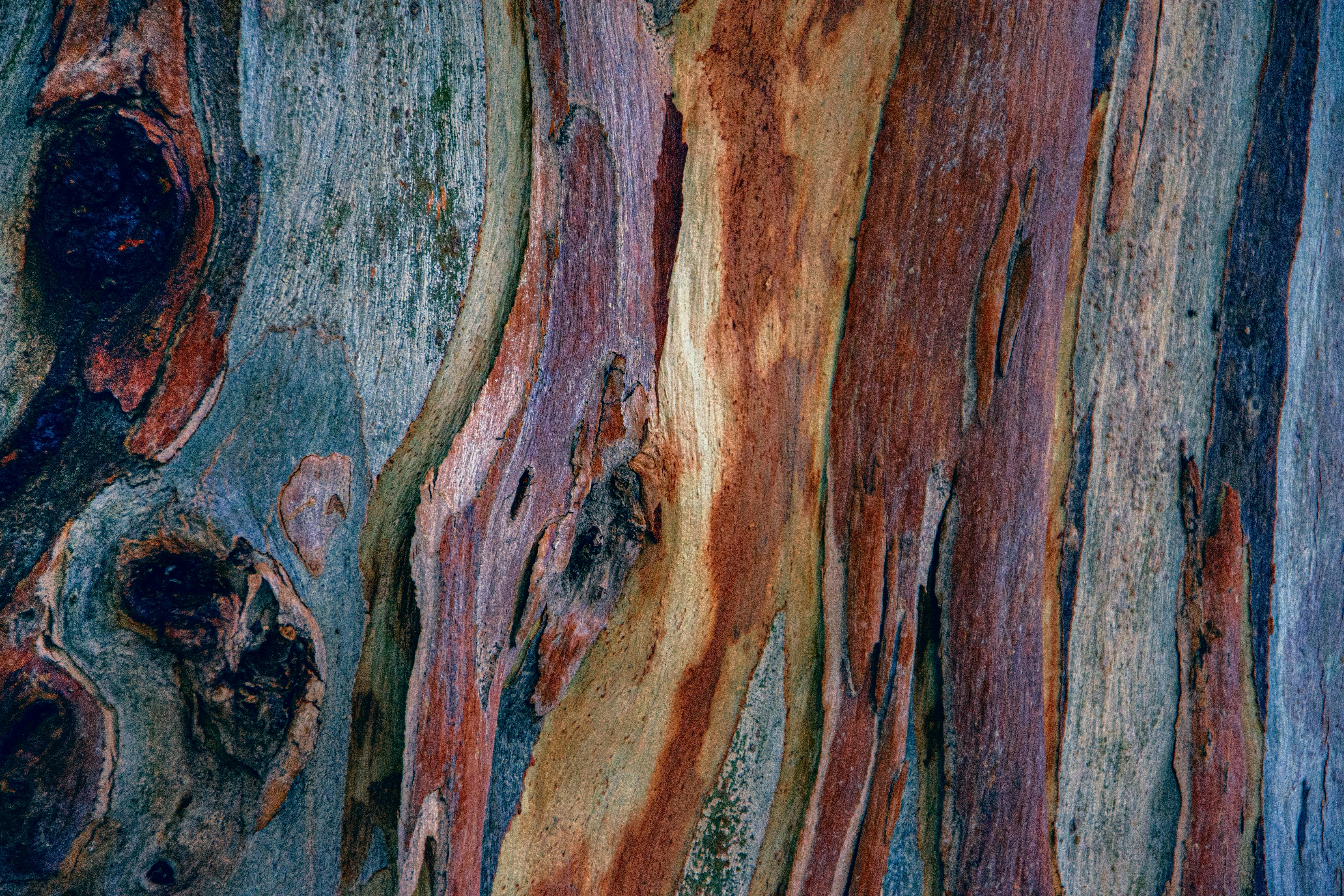 Abstract Shapes on Tree Bark · Free Stock Photo