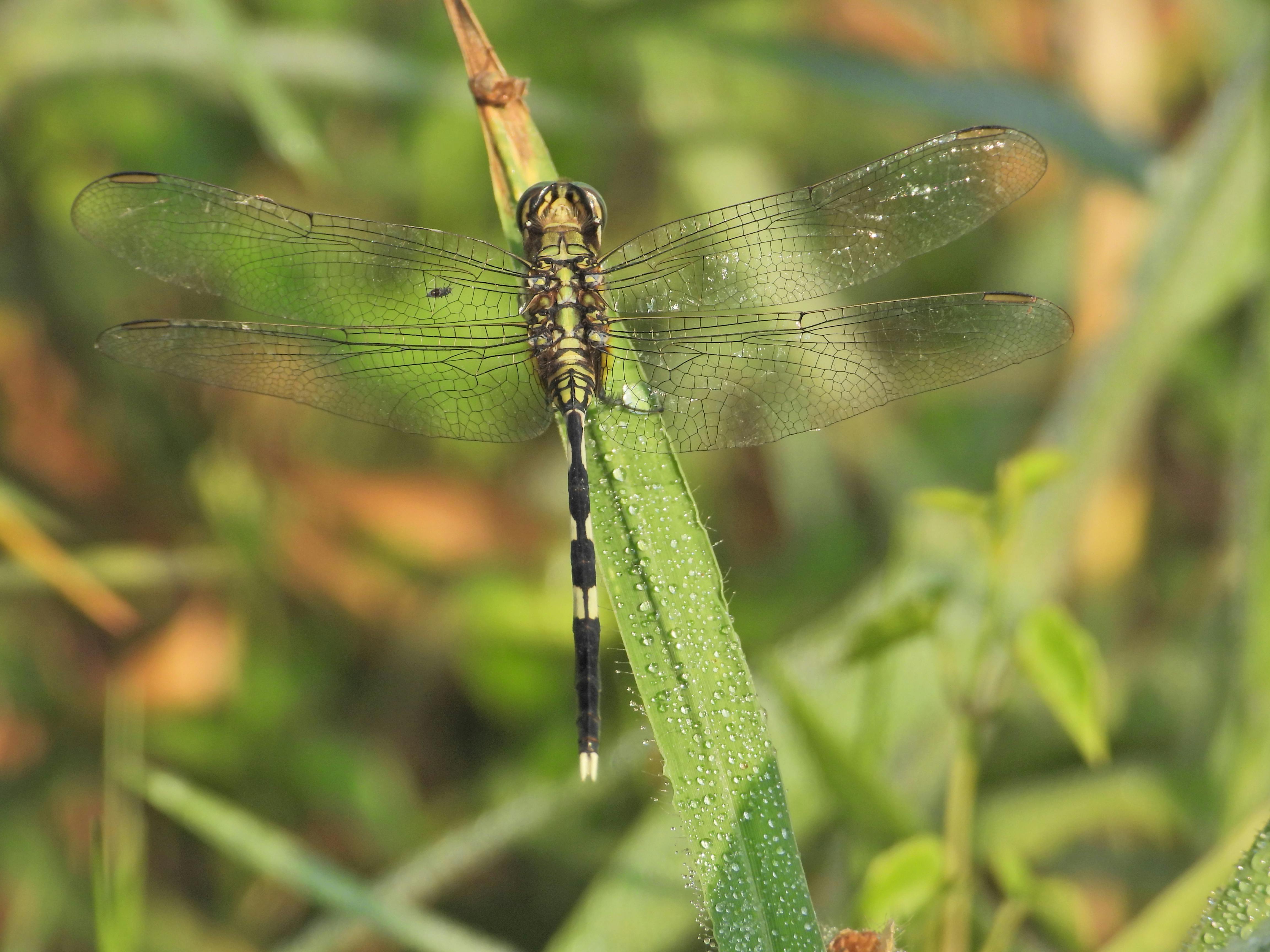 Dragonfly Facts Photos, Download The BEST Free Dragonfly Facts Stock ...