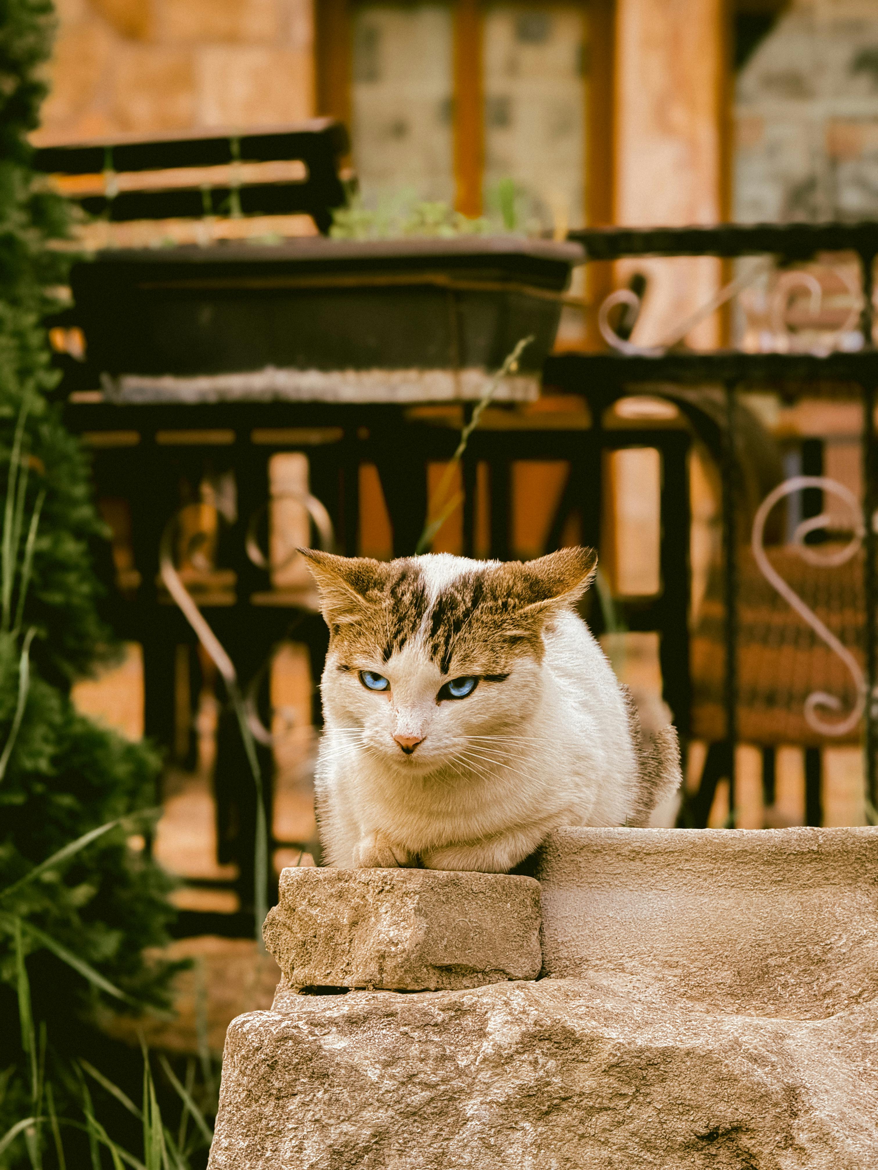 Doja Cat Photos, Download The BEST Free Doja Cat Stock Photos & HD Images