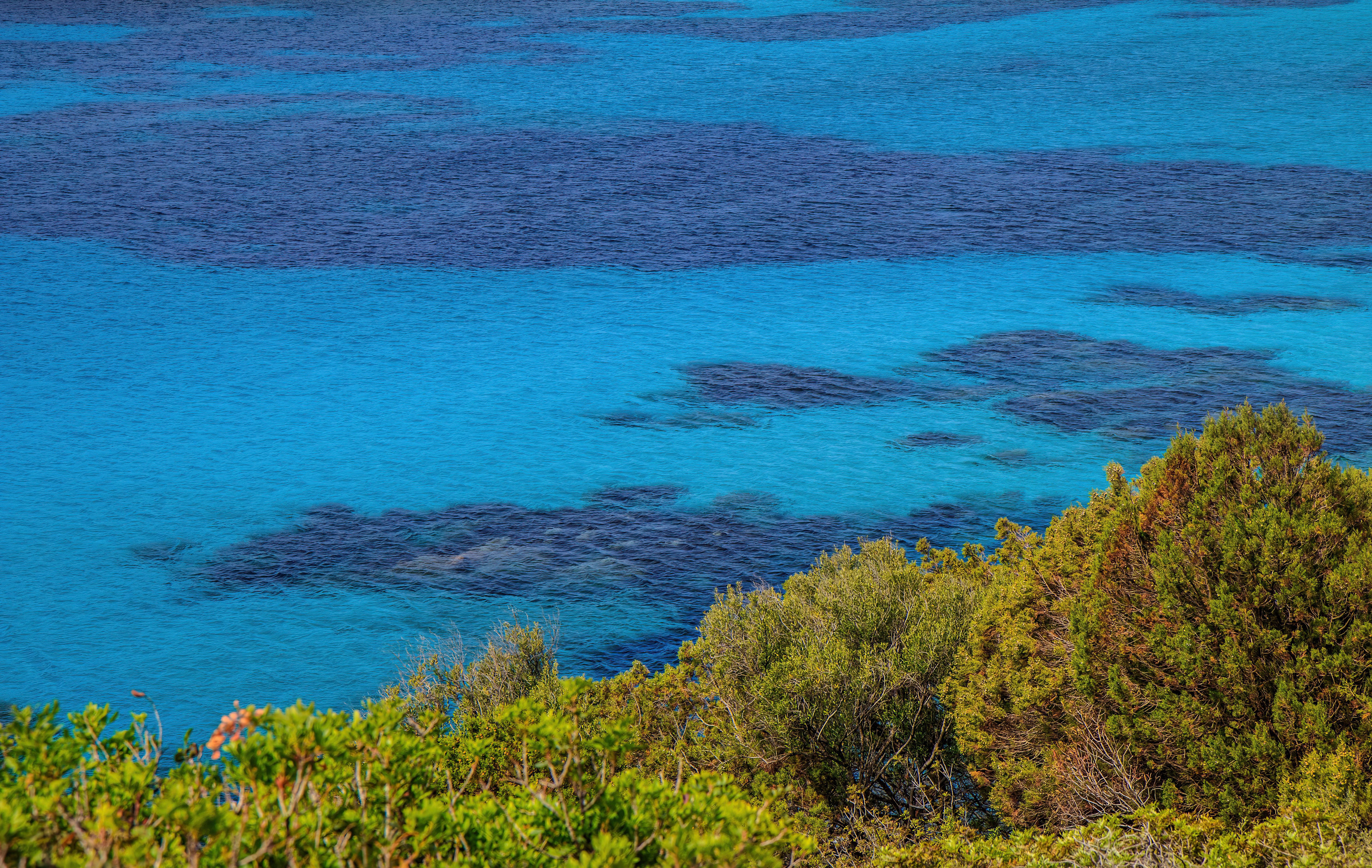 Trees on Sea Shore · Free Stock Photo