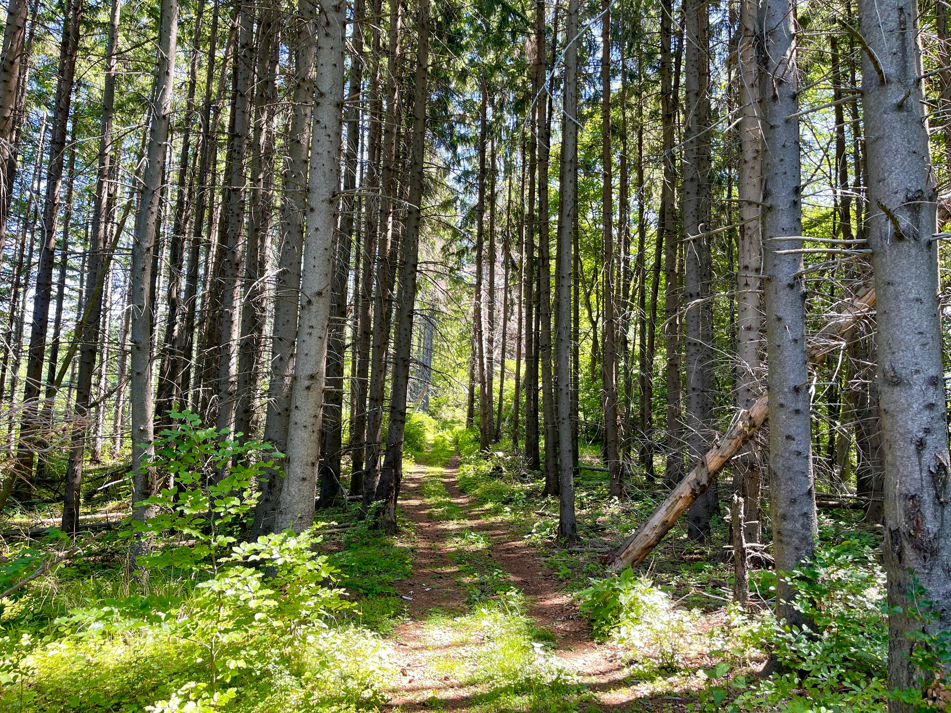 Path Among Trees in a Forest · Free Stock Photo