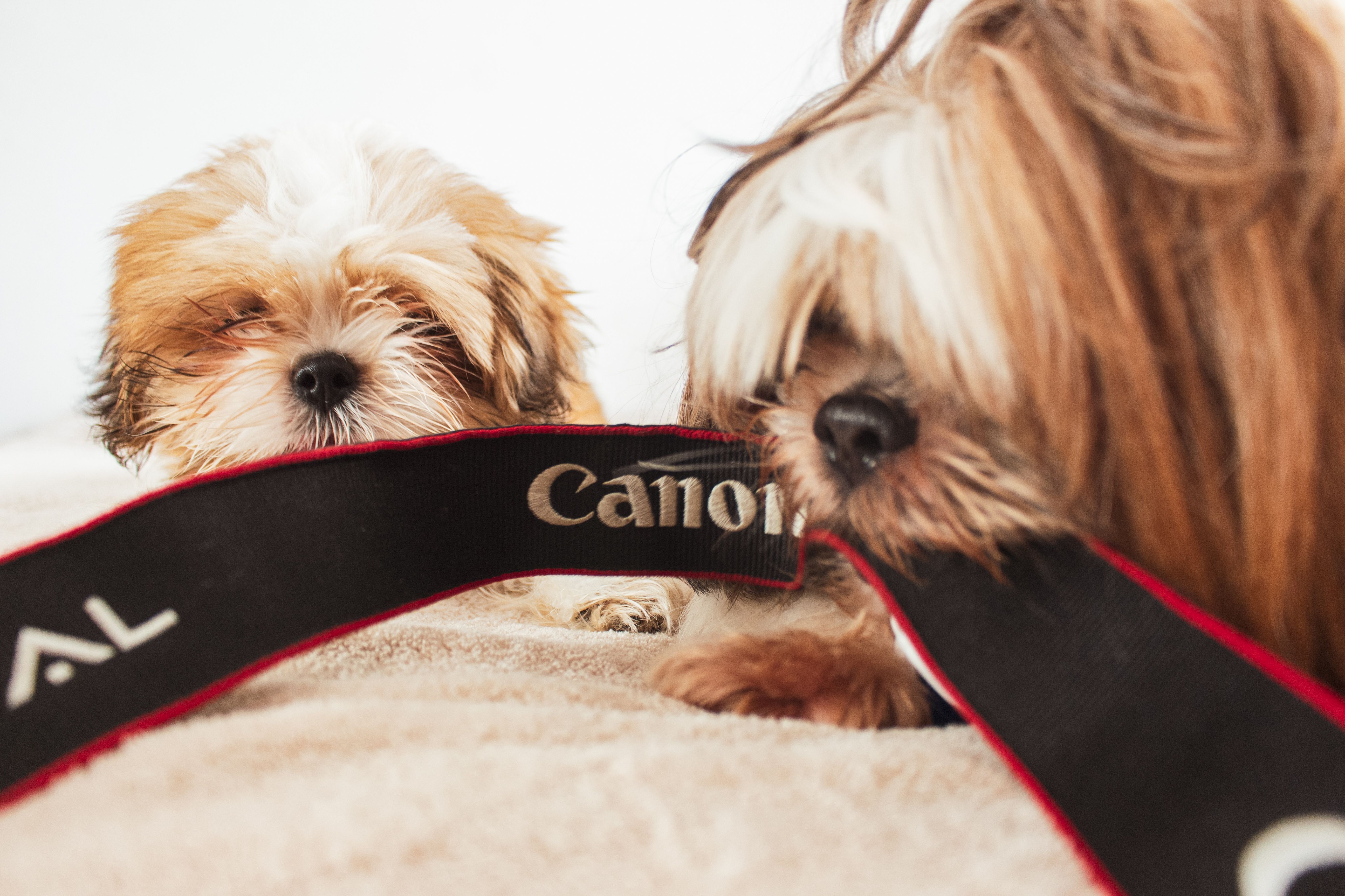 Puppies Biting Belt · Free Stock Photo