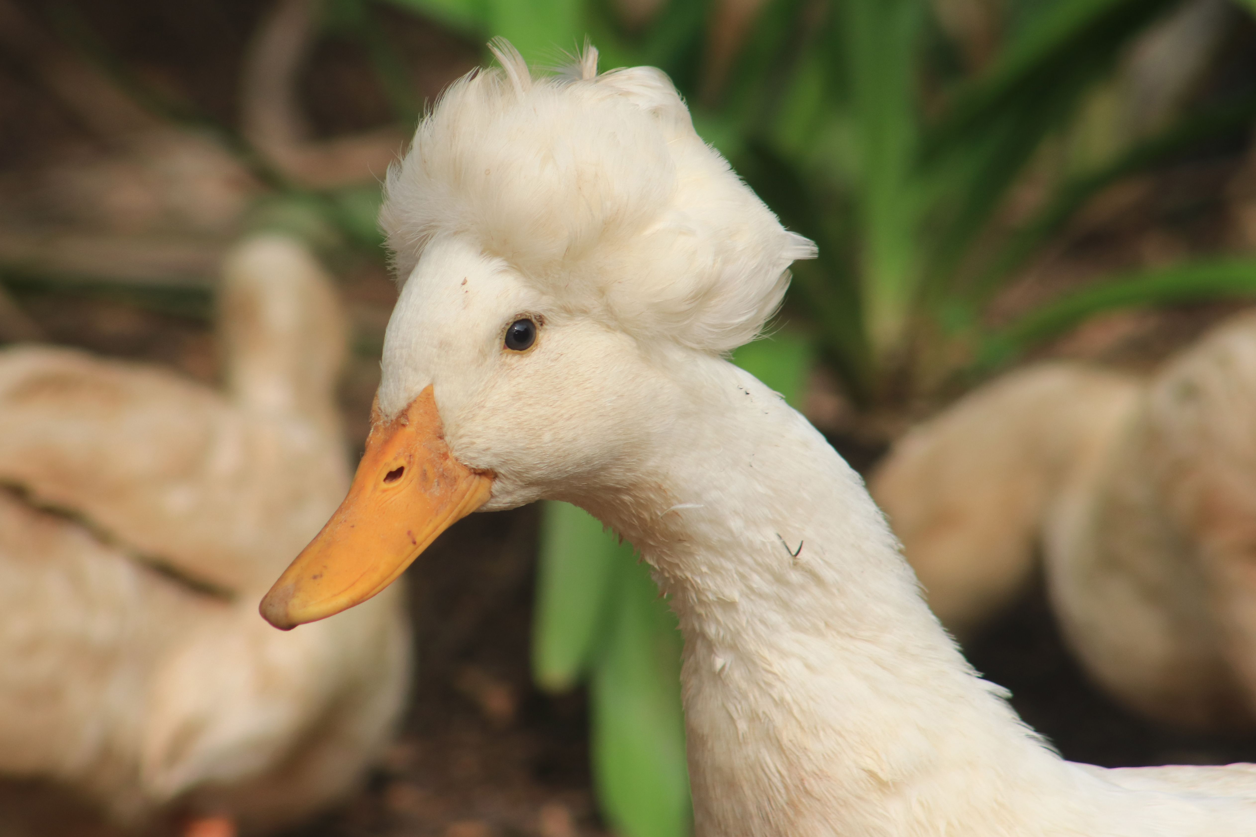 Portrait of White Goose · Free Stock Photo