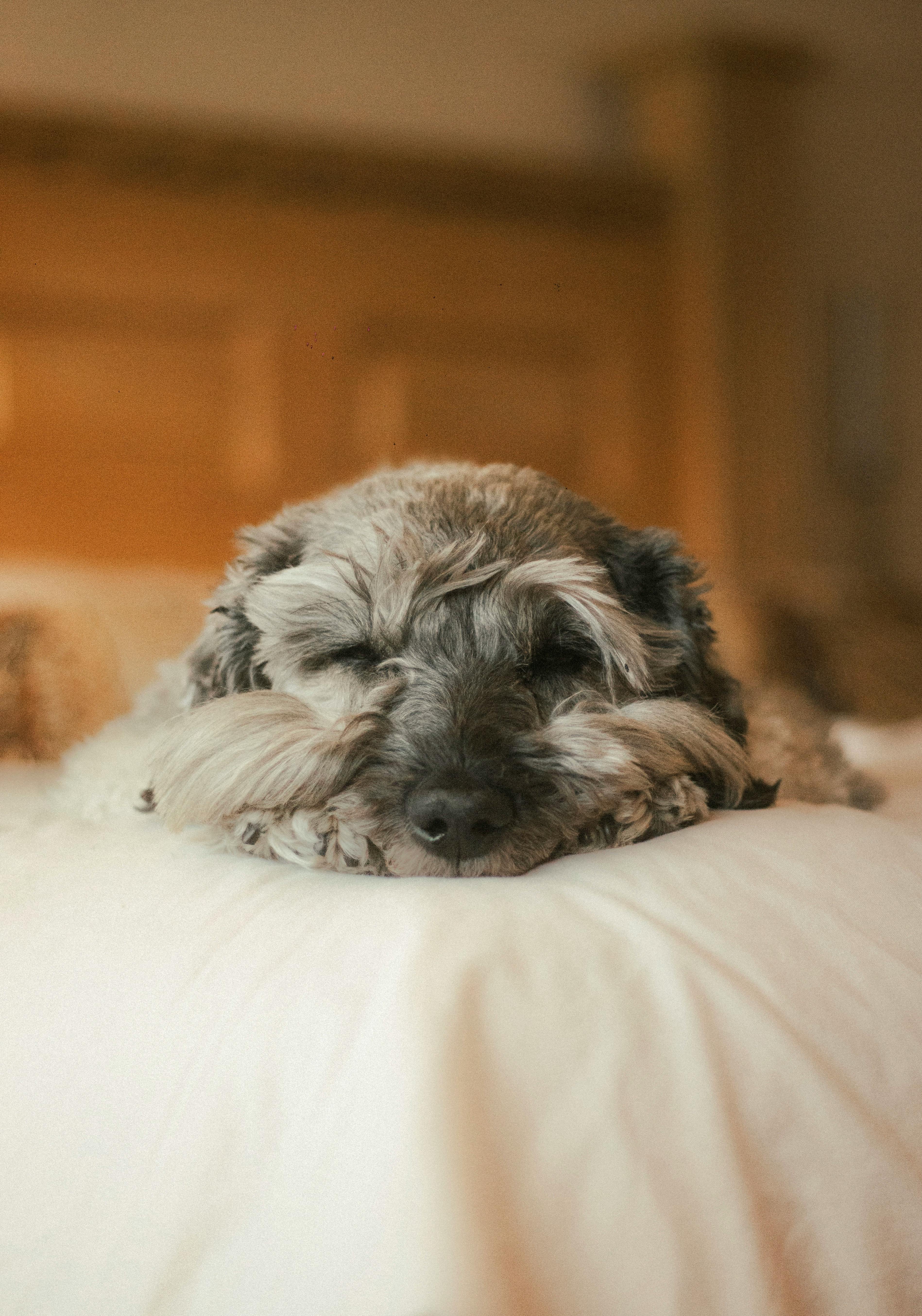 Sleepy Dog on Bed · Free Stock Photo