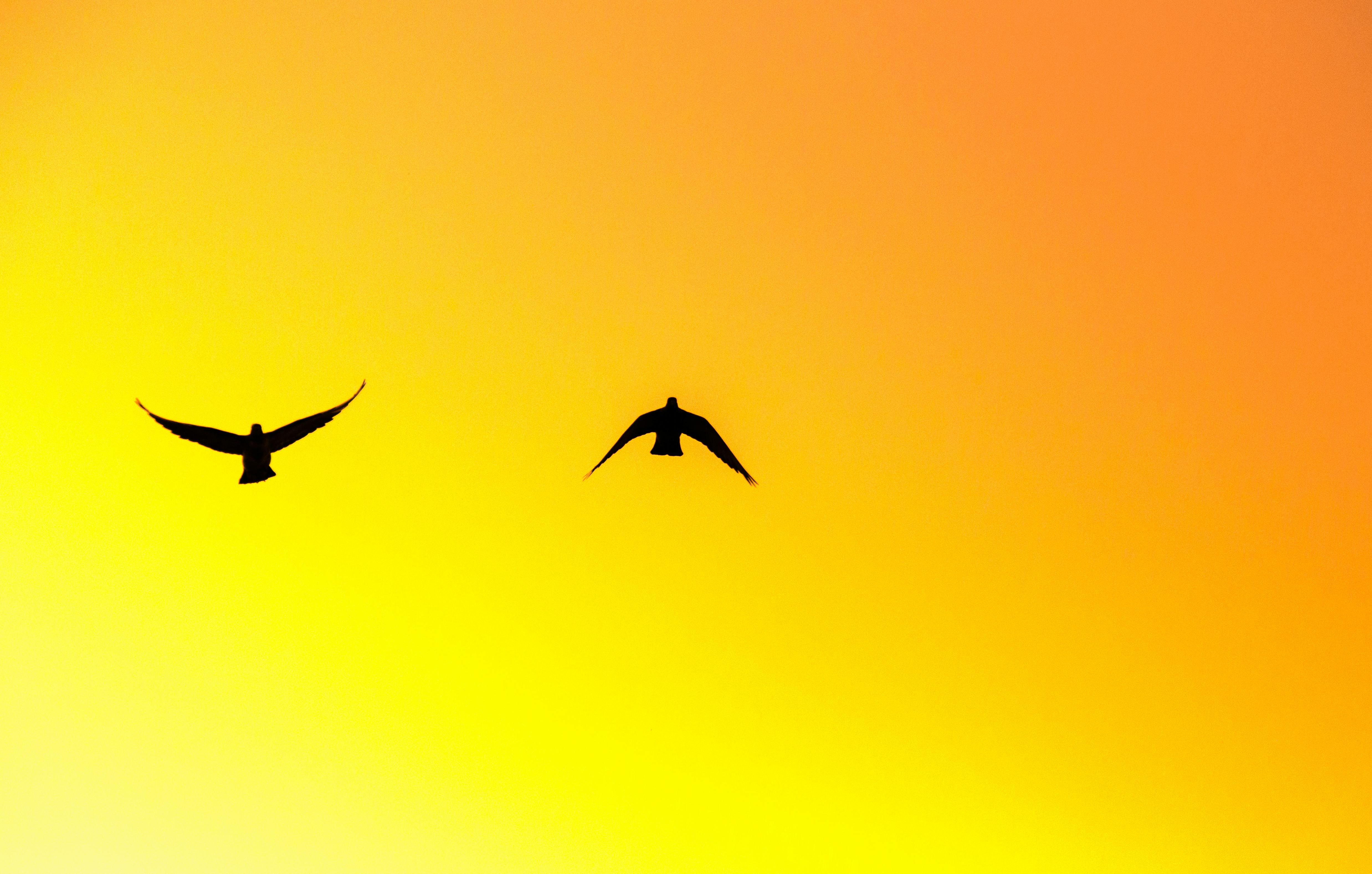 Photo of Two Birds Flying Under Orange Sky · Free Stock Photo