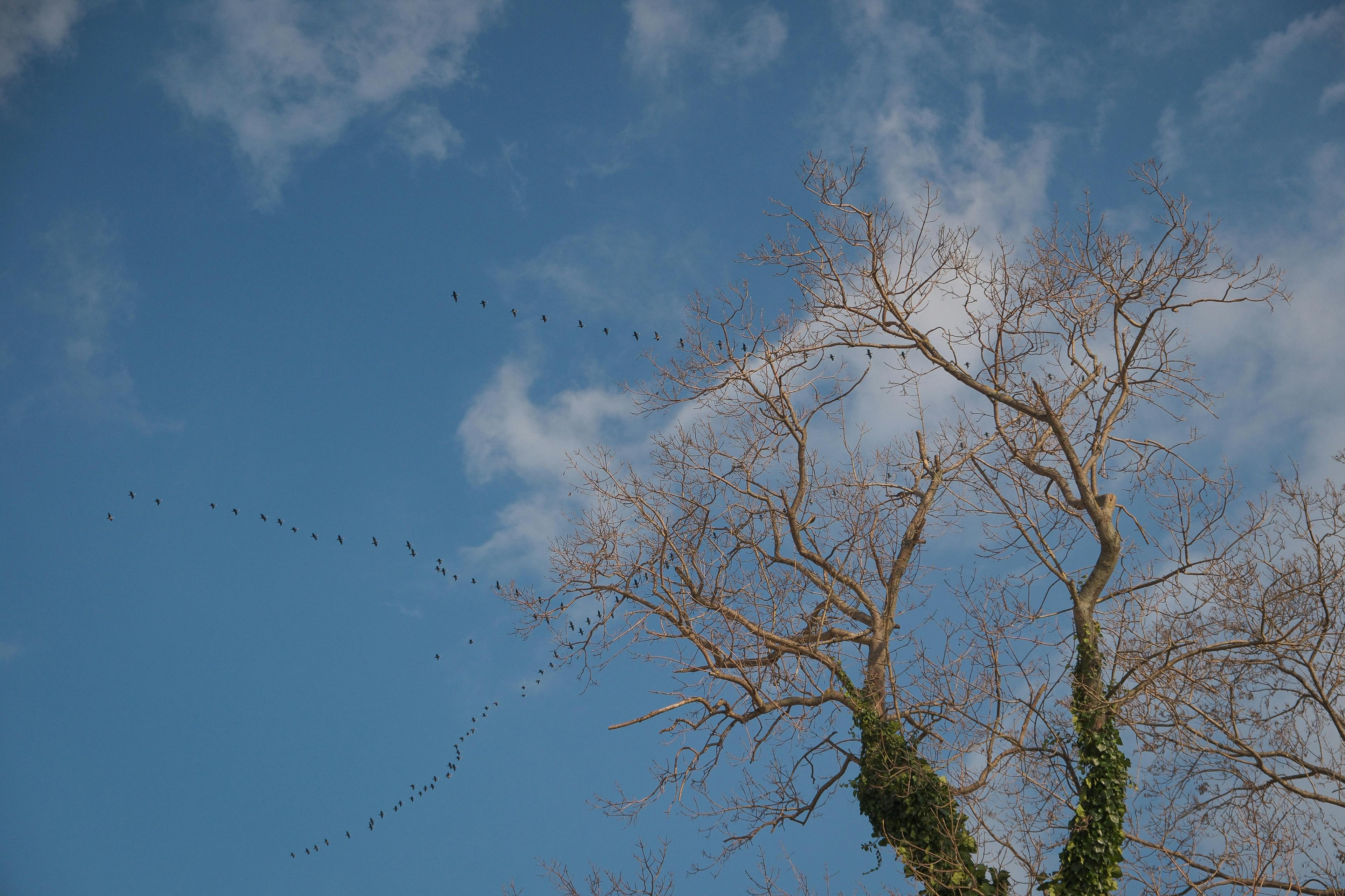 Bare Trees Photos, Download The BEST Free Bare Trees Stock Photos & HD ...
