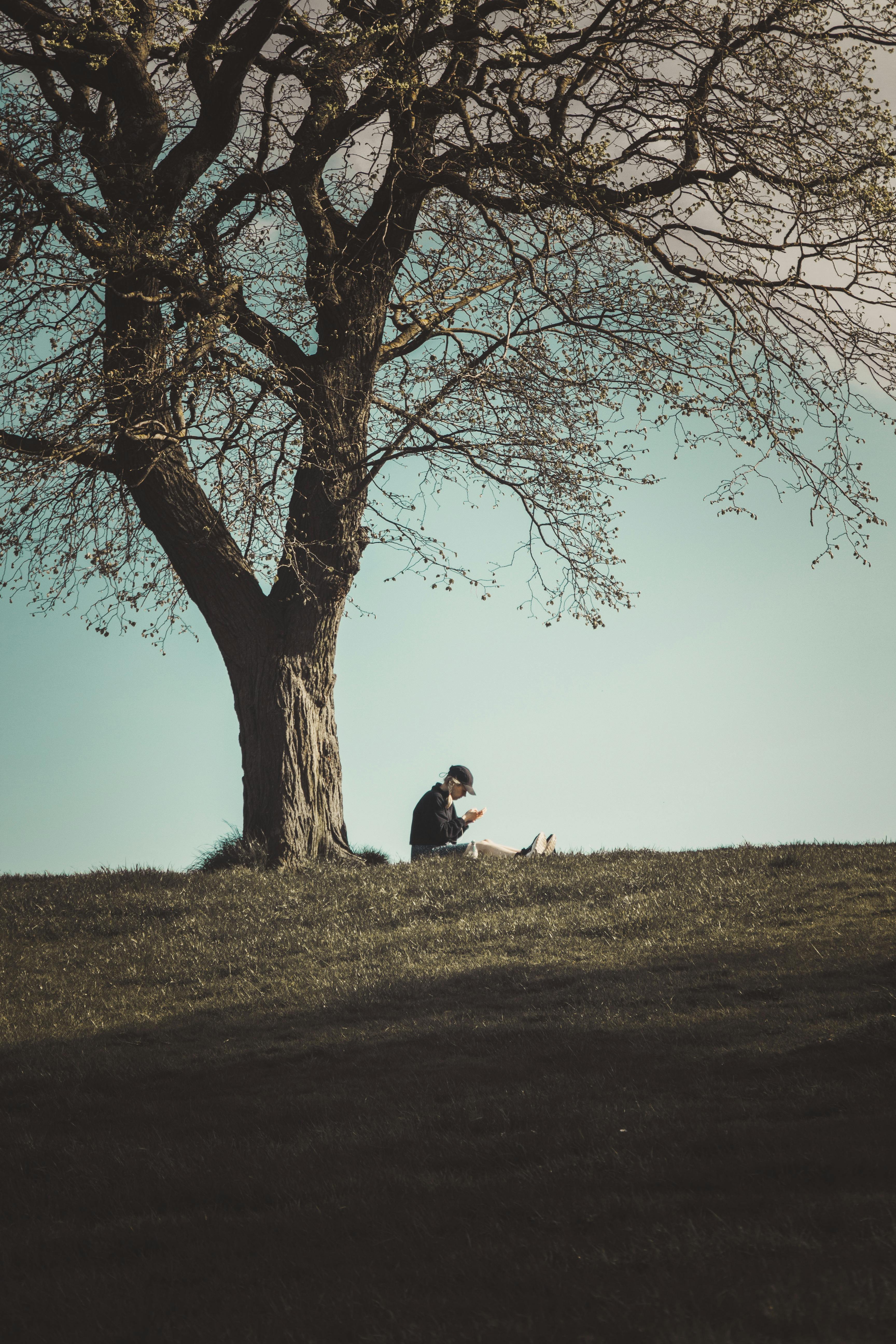 Person under Barren Tree · Free Stock Photo