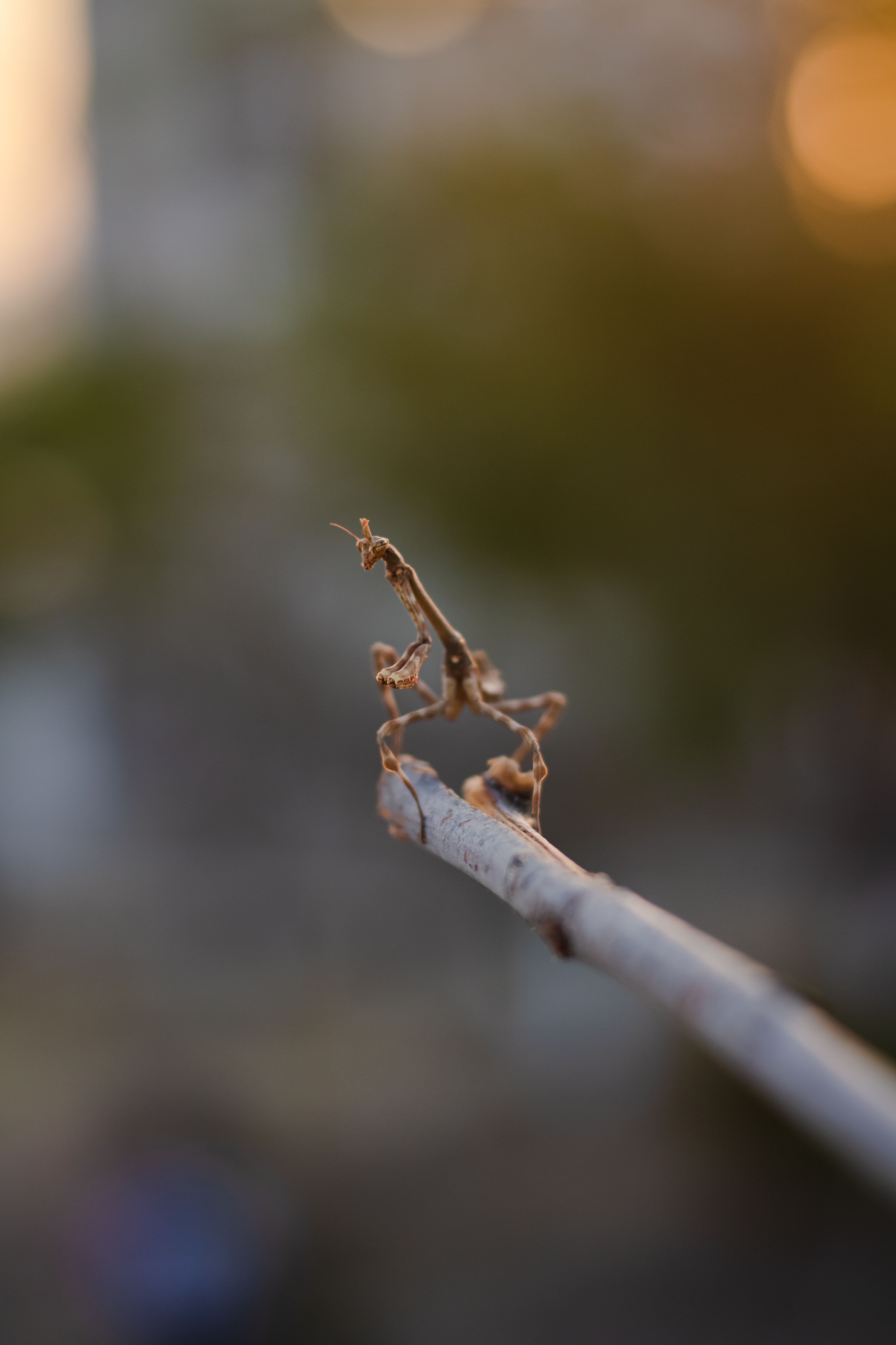 Close-up on Stick Bug Sitting atop Branch · Free Stock Photo