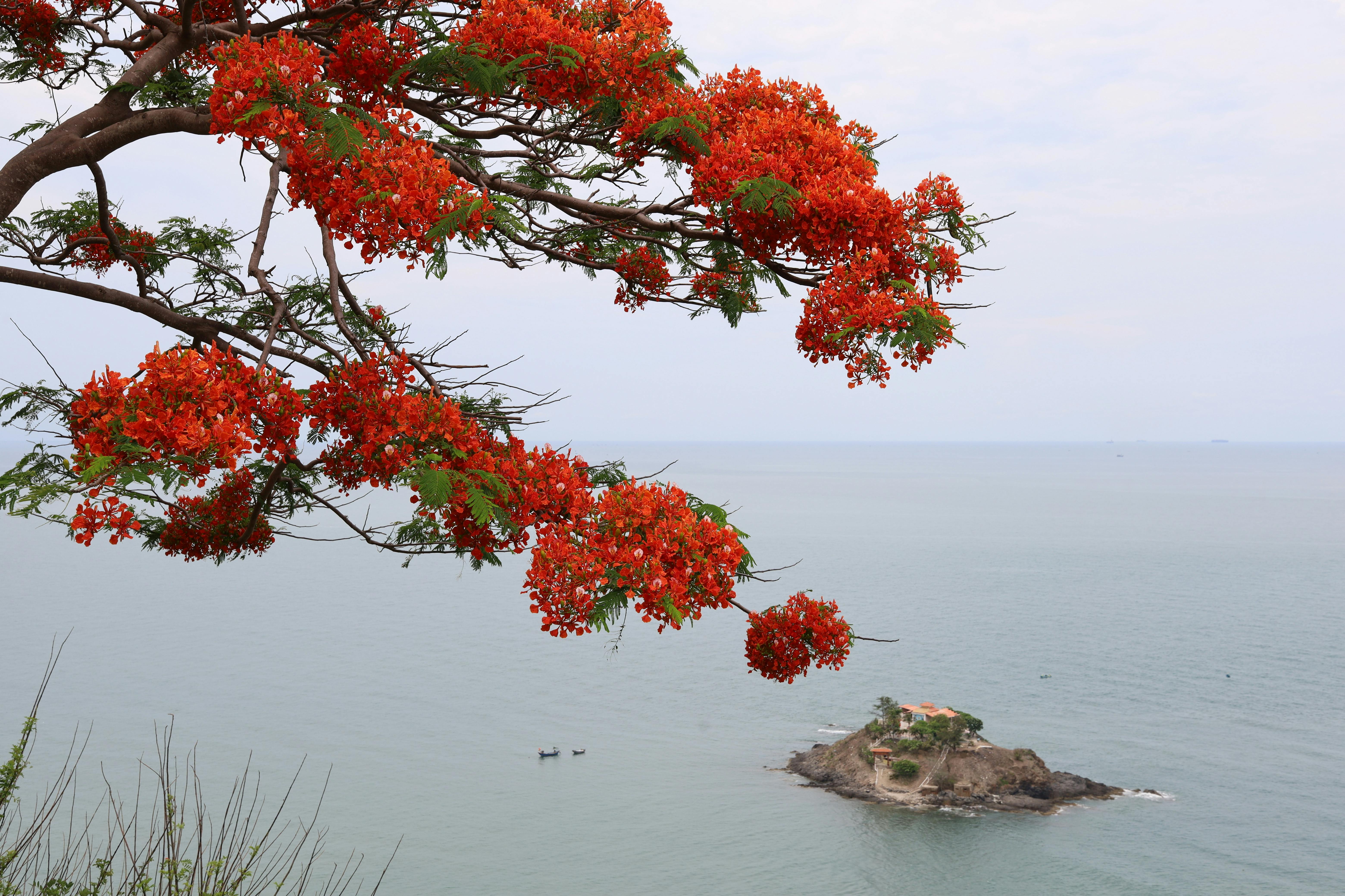 Sea Batch Tree Photos, Download The BEST Free Sea Batch Tree Stock ...