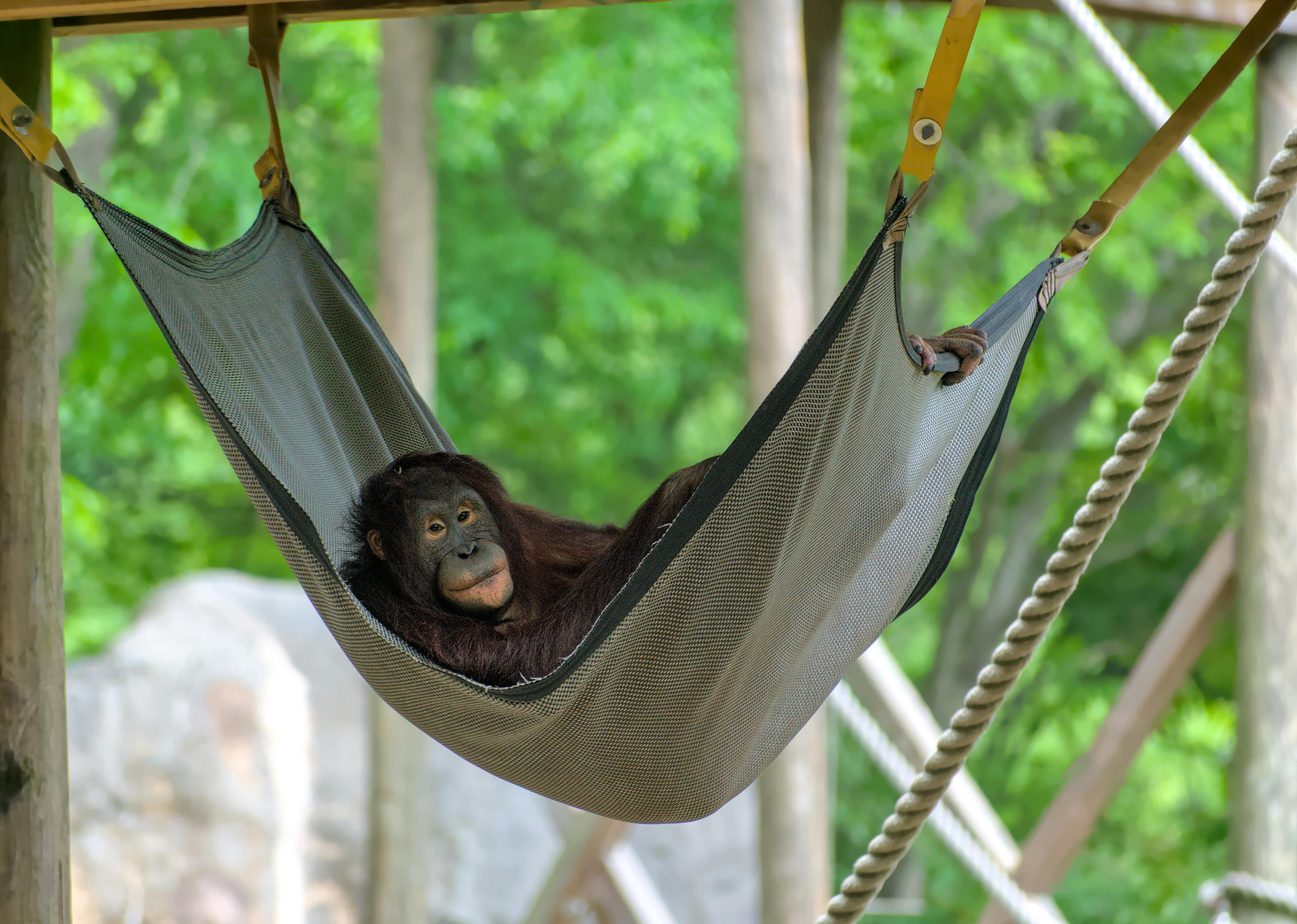 Chimpanzee Swing Photos, Download The BEST Free Chimpanzee Swing Stock ...