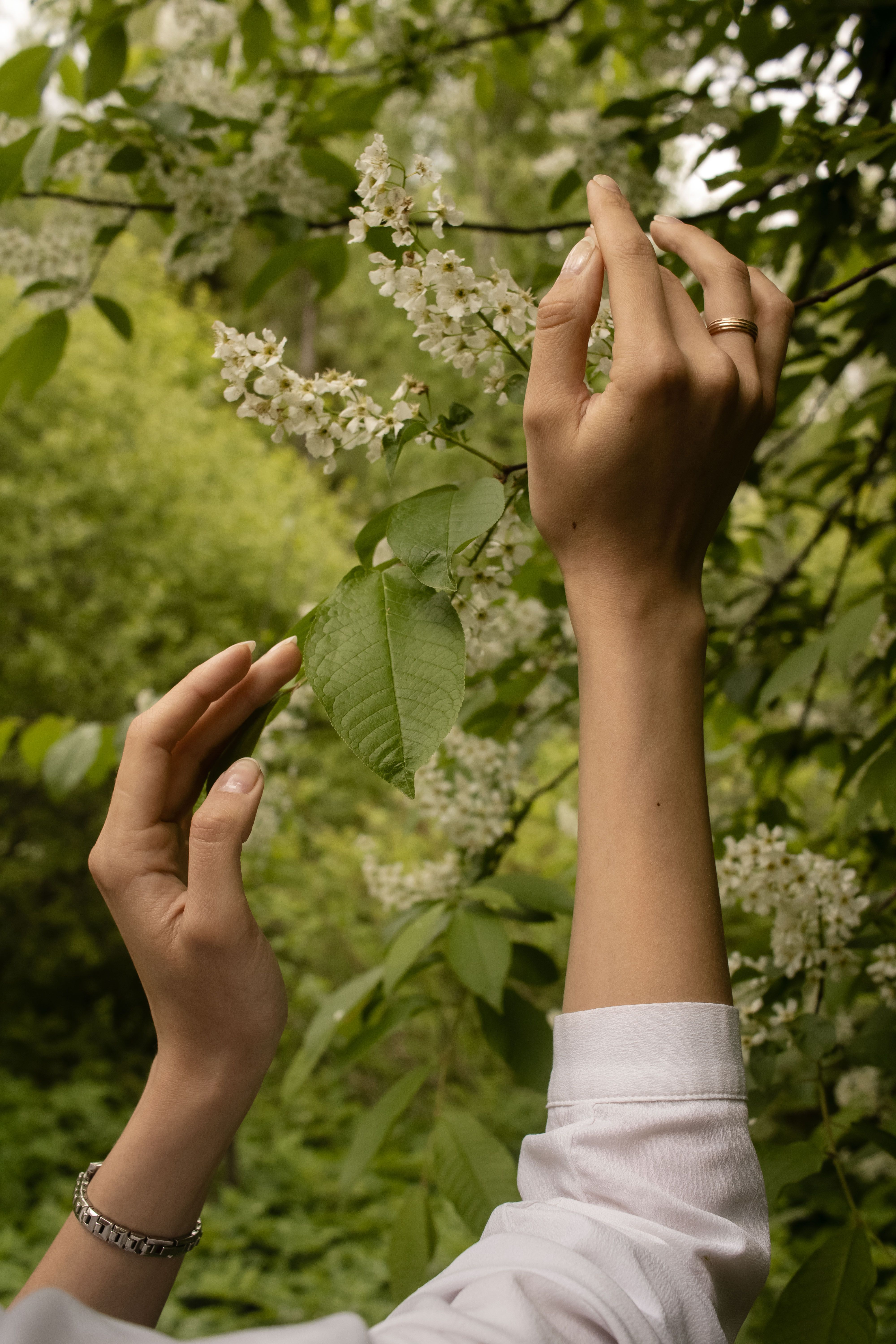 Hands Touching Bird Cherry · Free Stock Photo