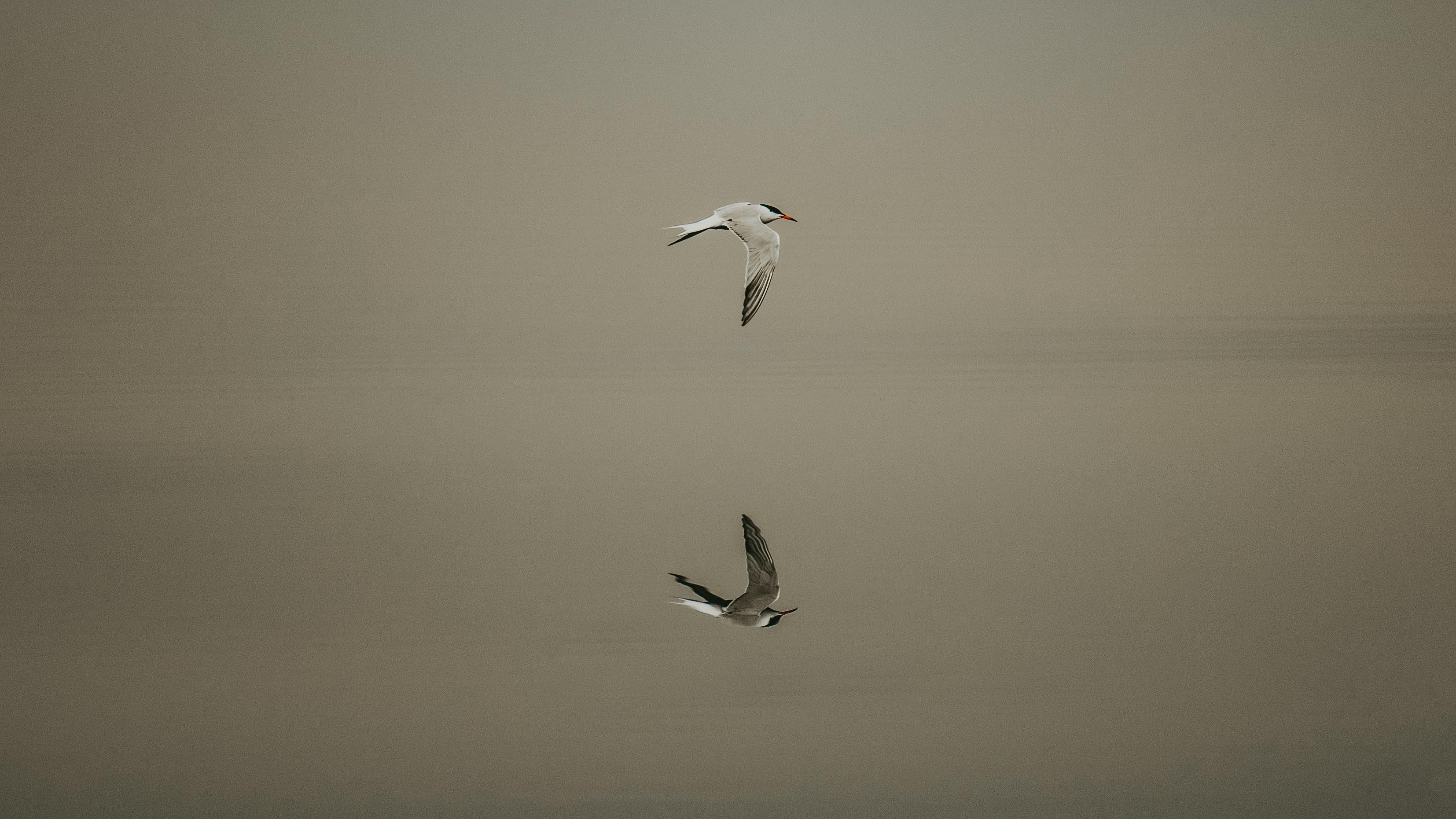 4k Wallpaper Bird Photos, Download The BEST Free 4k Wallpaper Bird ...