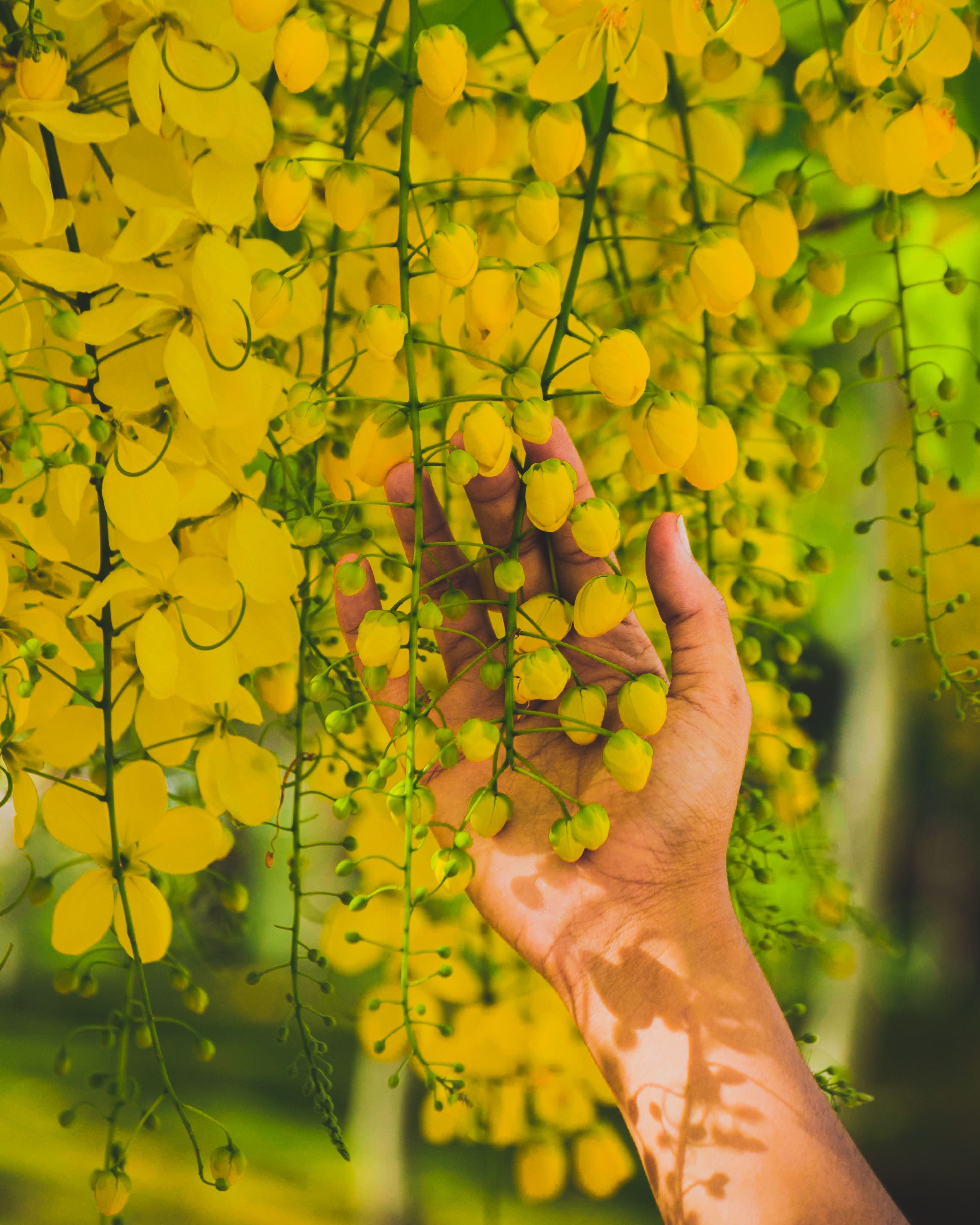 A Person's Hand Touching Lavender Flowers · Free Stock Photo