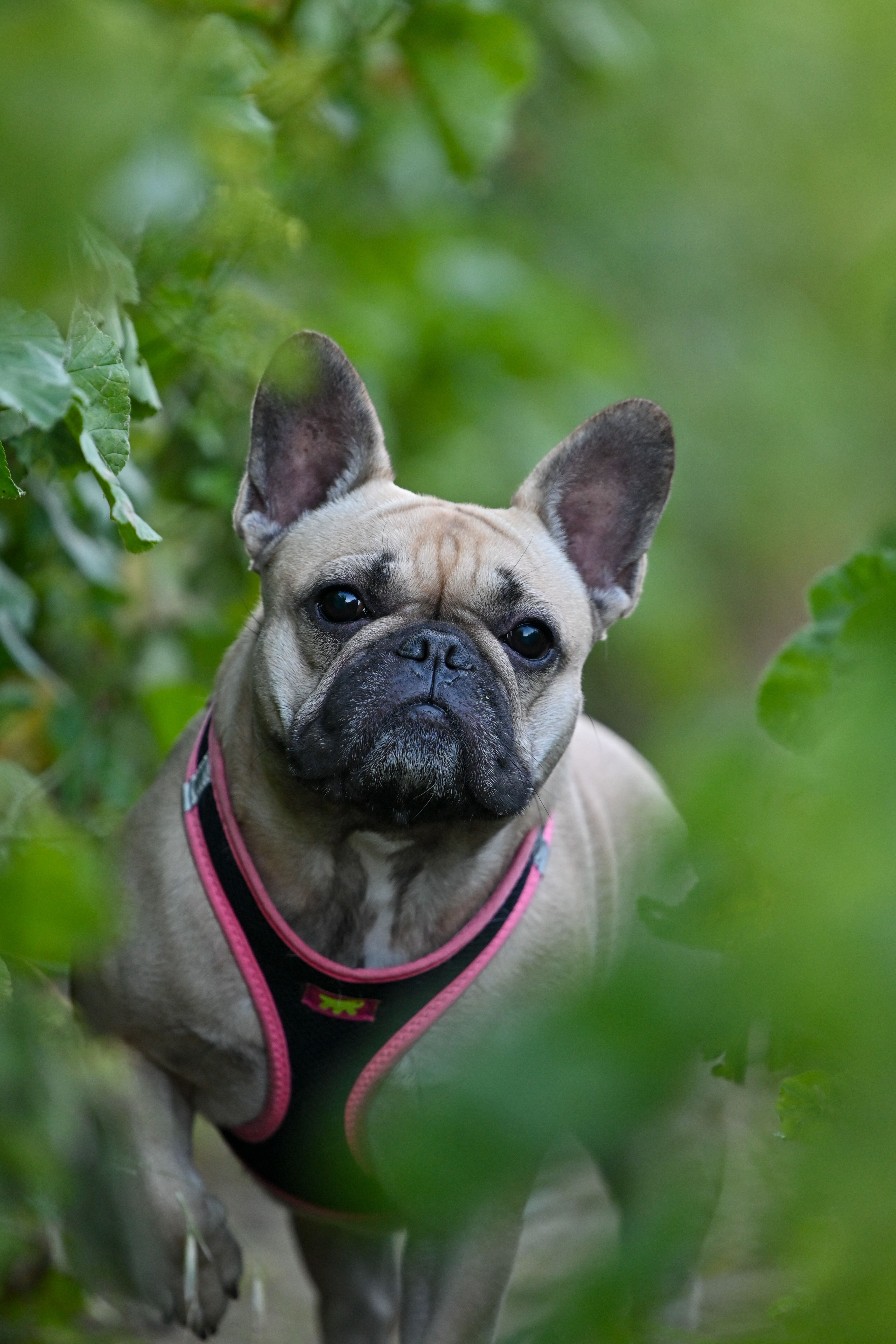 Angol Bulldog Photos, Download The BEST Free Angol Bulldog Stock Photos ...