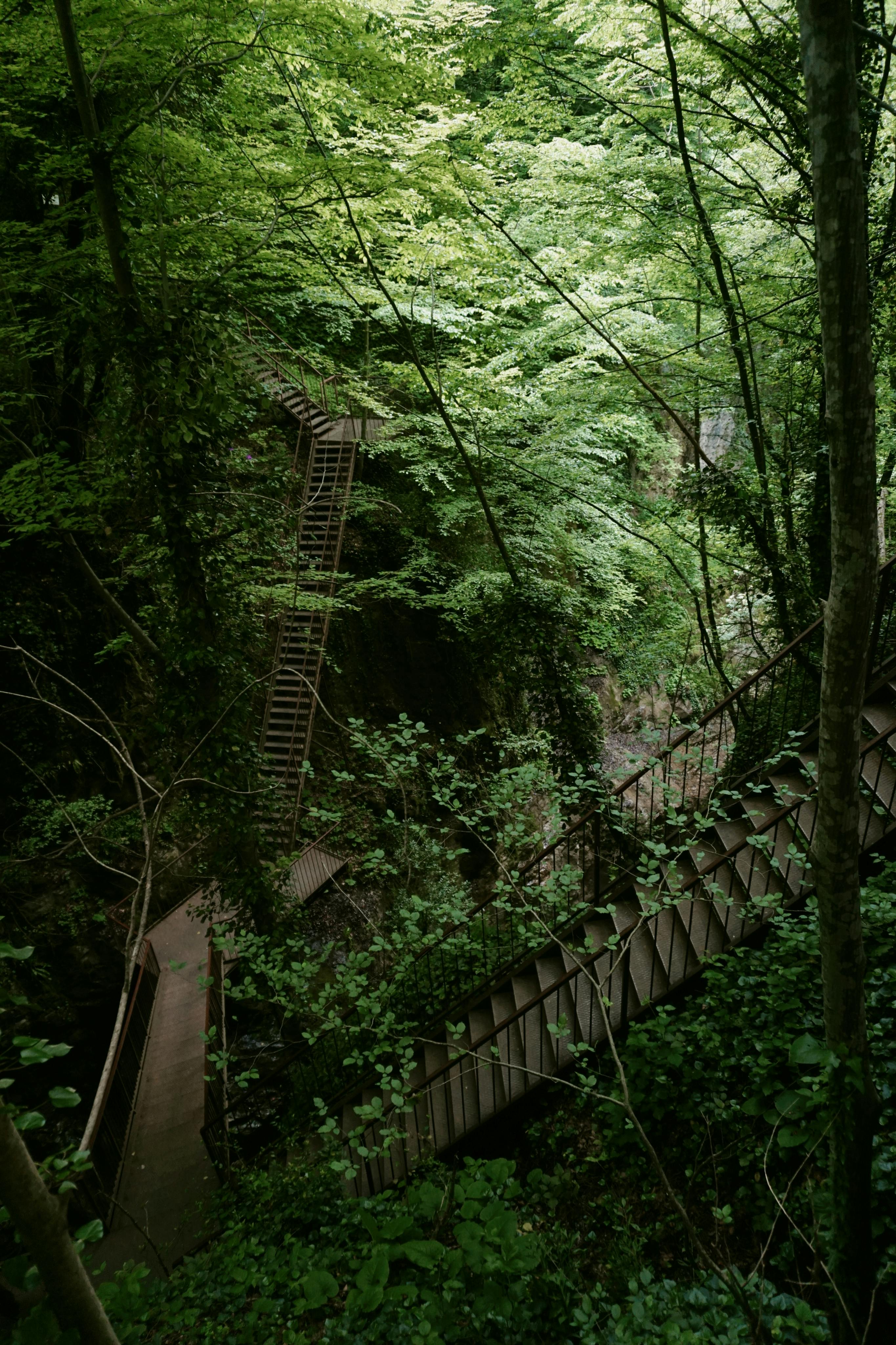 Free stock photo of 4k wallpaper, adventure, alpine forest, boardwalk ...