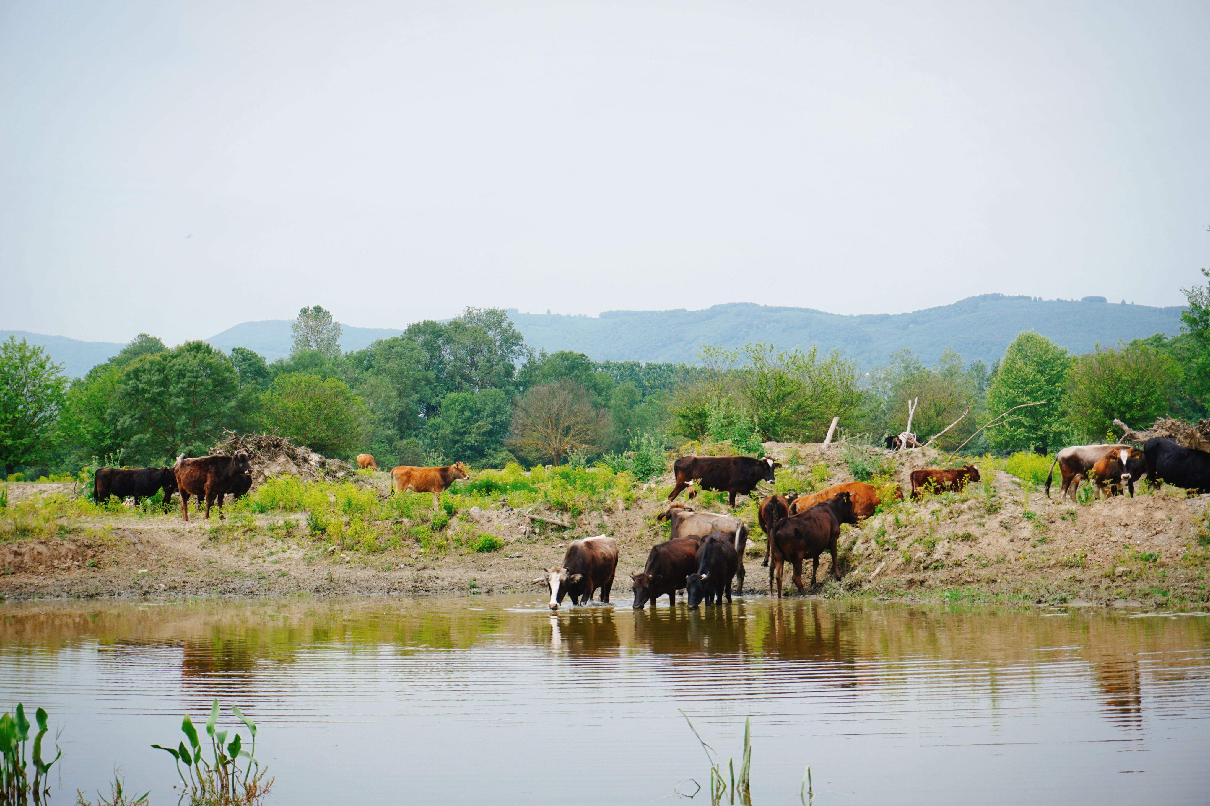 Cattle at a Watering Place · Free Stock Photo
