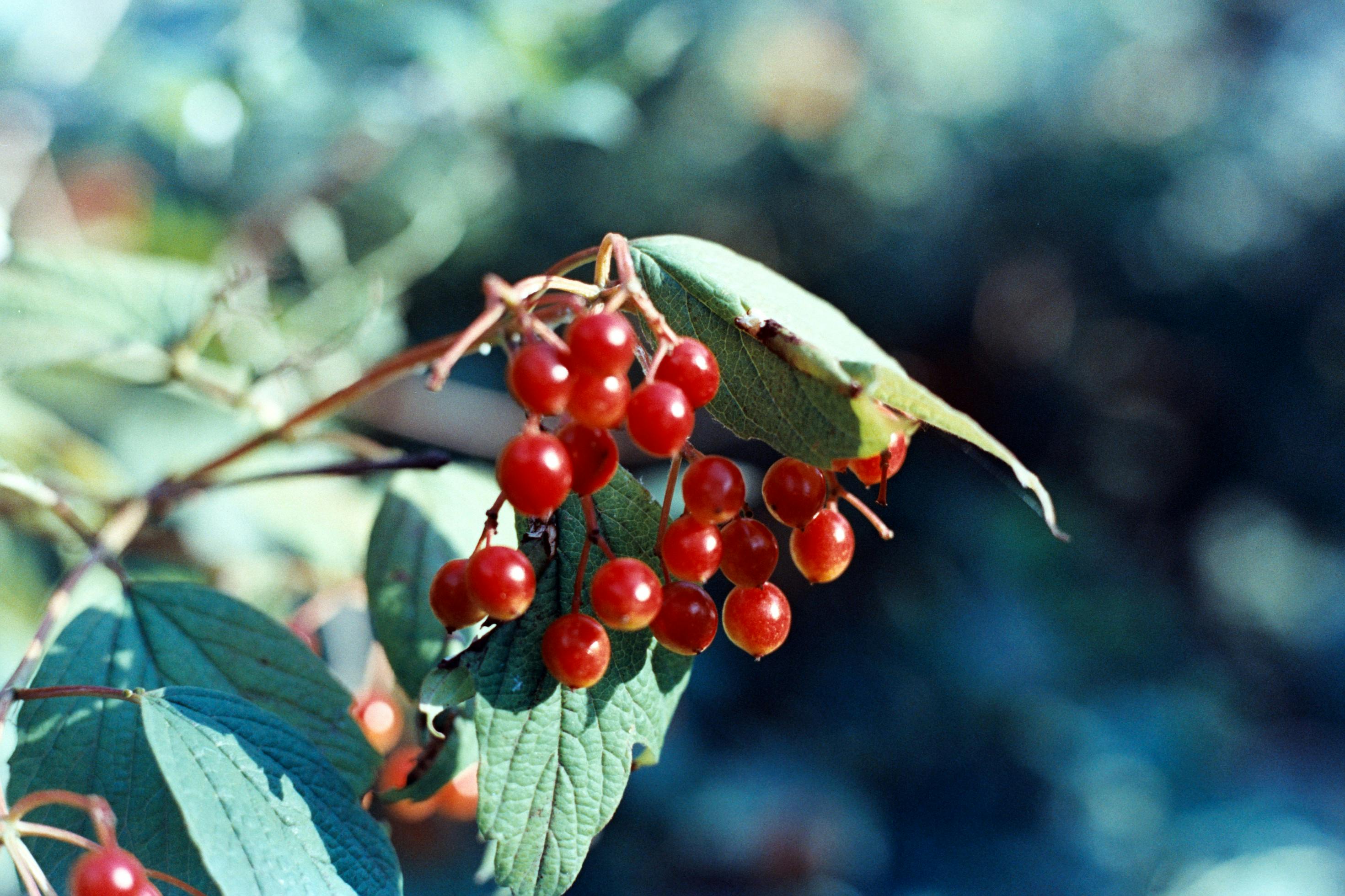 Close-up Photo of Thorny Red Tree · Free Stock Photo