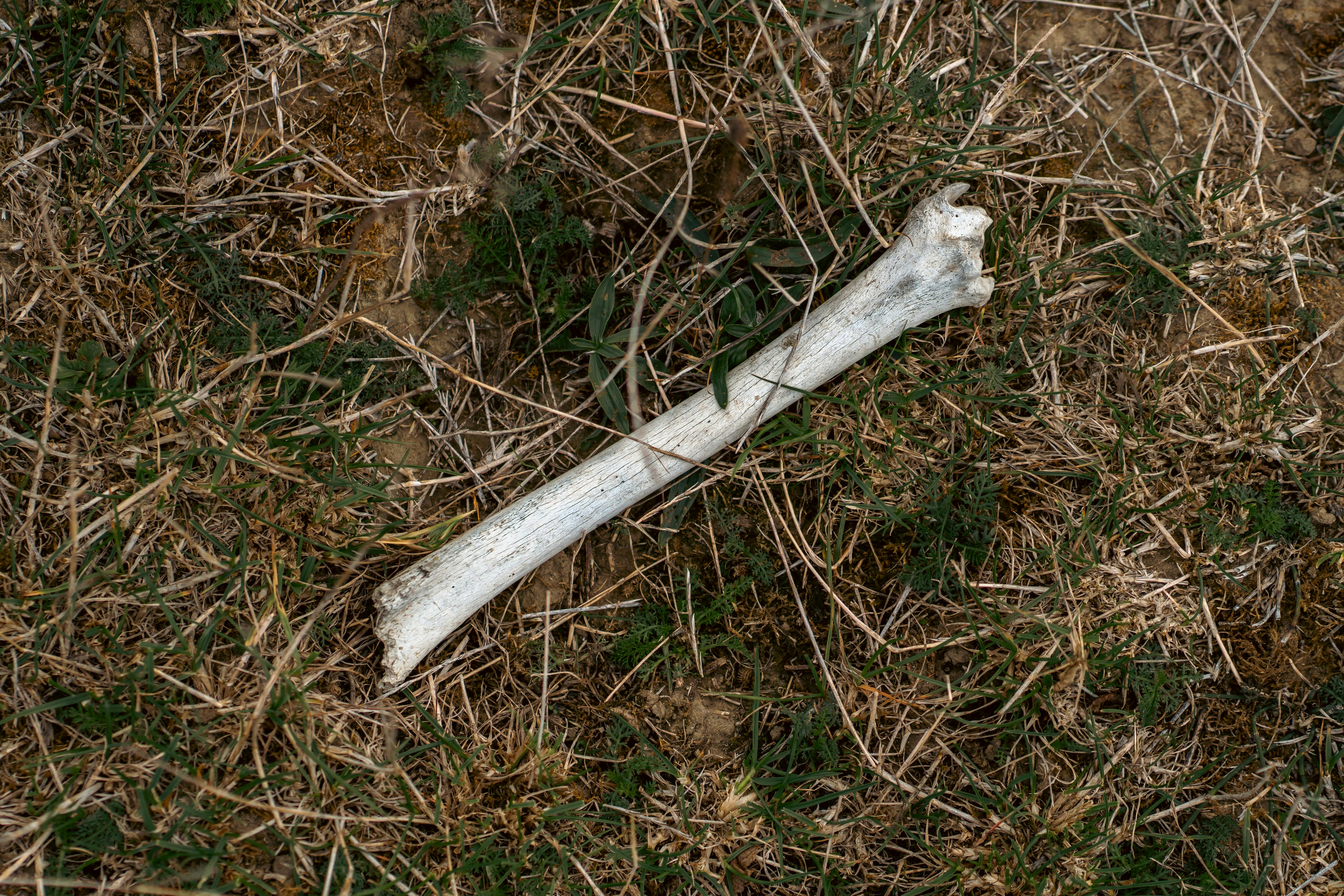 Bone Dry Photos, Download The BEST Free Bone Dry Stock Photos & HD Images