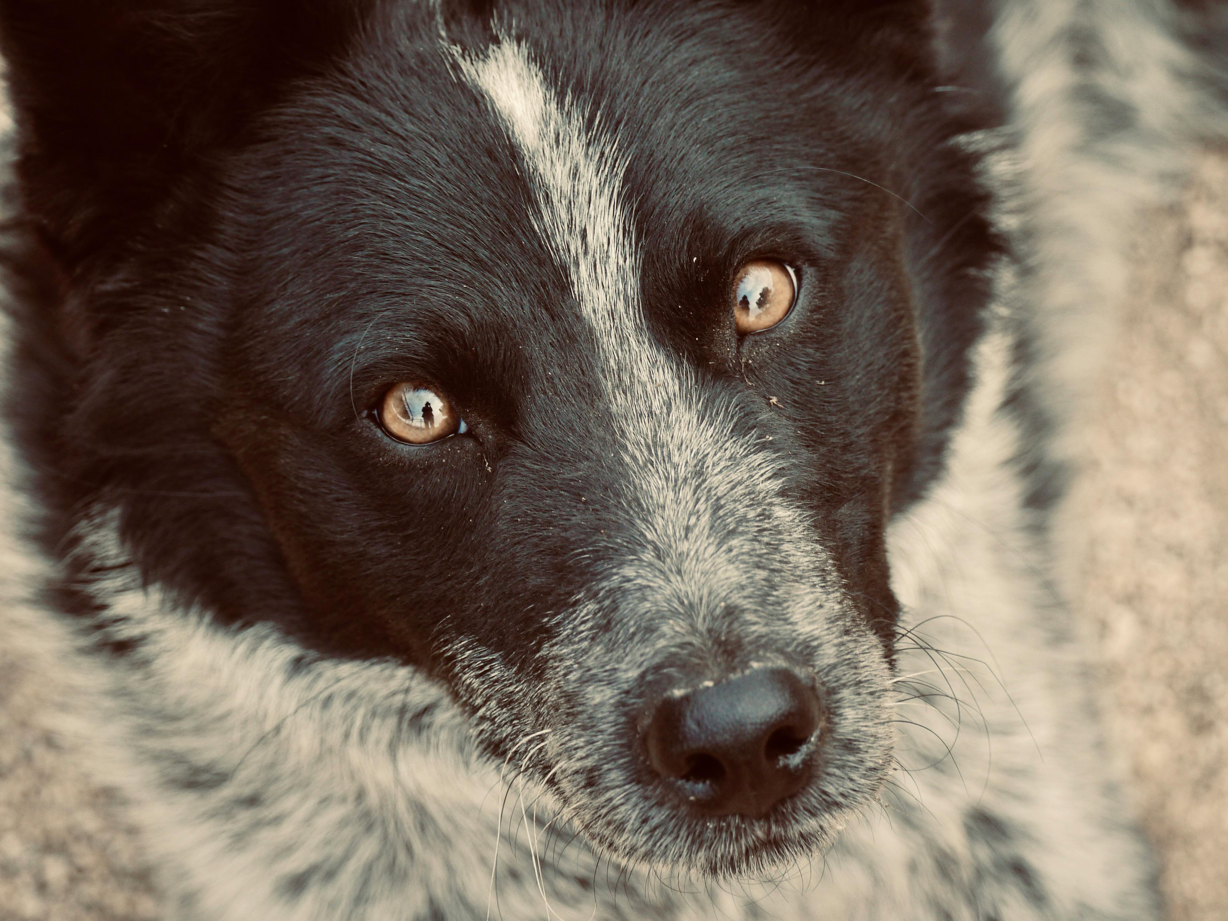 Dog Staring At Camera Photos, Download The BEST Free Dog Staring At ...