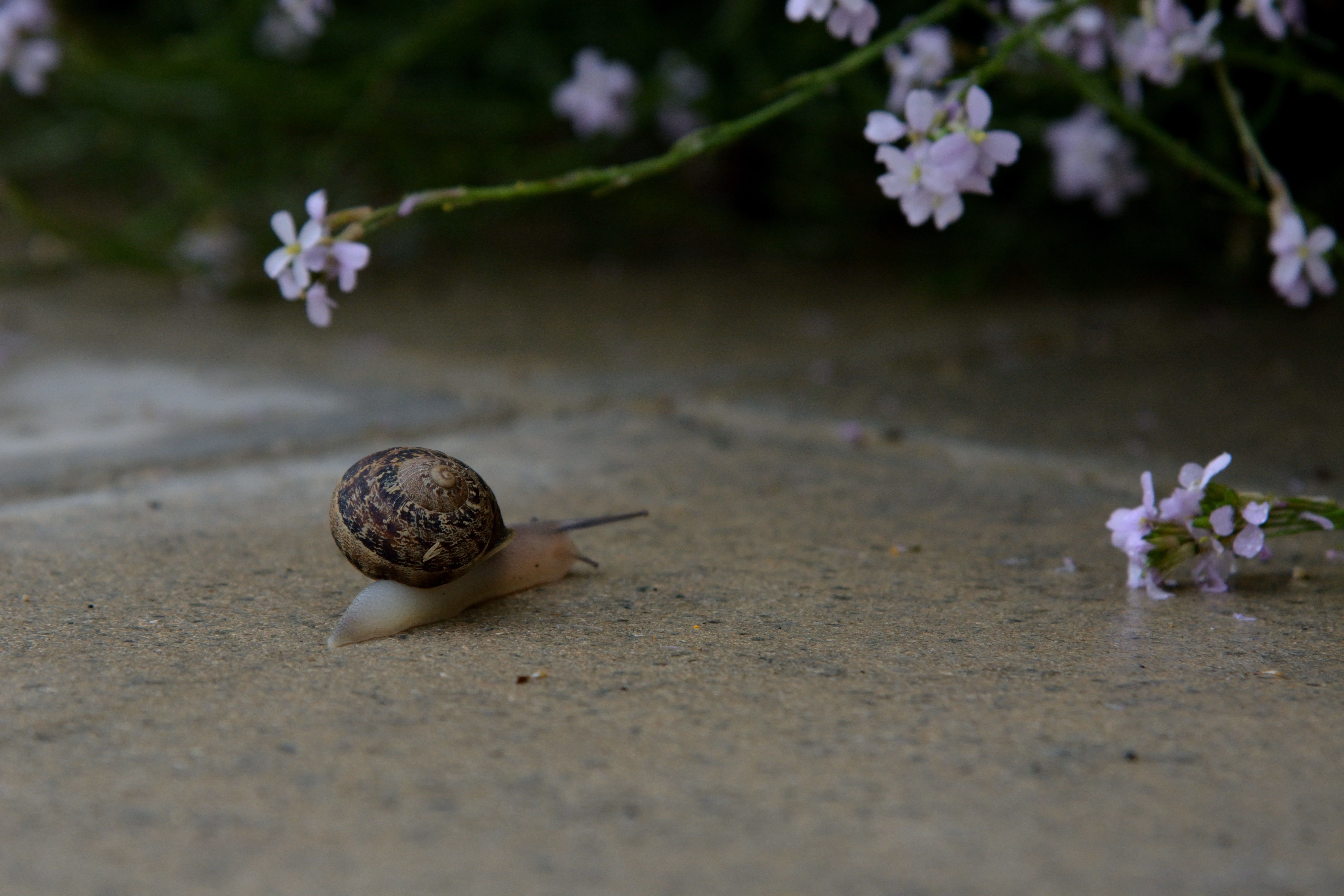 Snail with Shell on Ground Close to Pink Flowers · Free Stock Photo