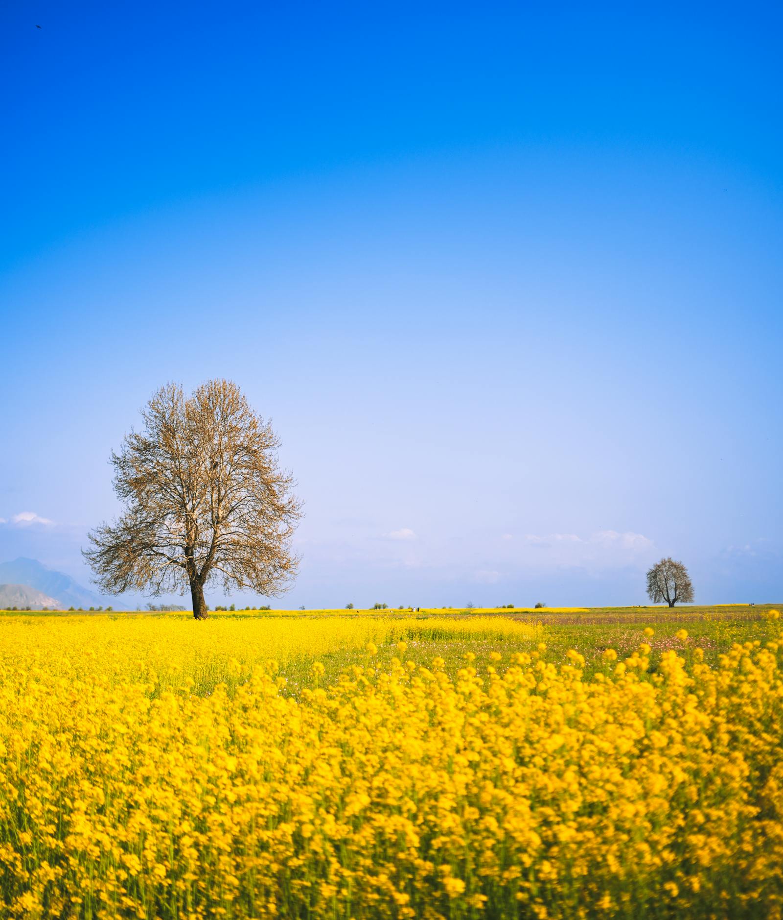 Mustard Tree Photos, Download The BEST Free Mustard Tree Stock Photos ...