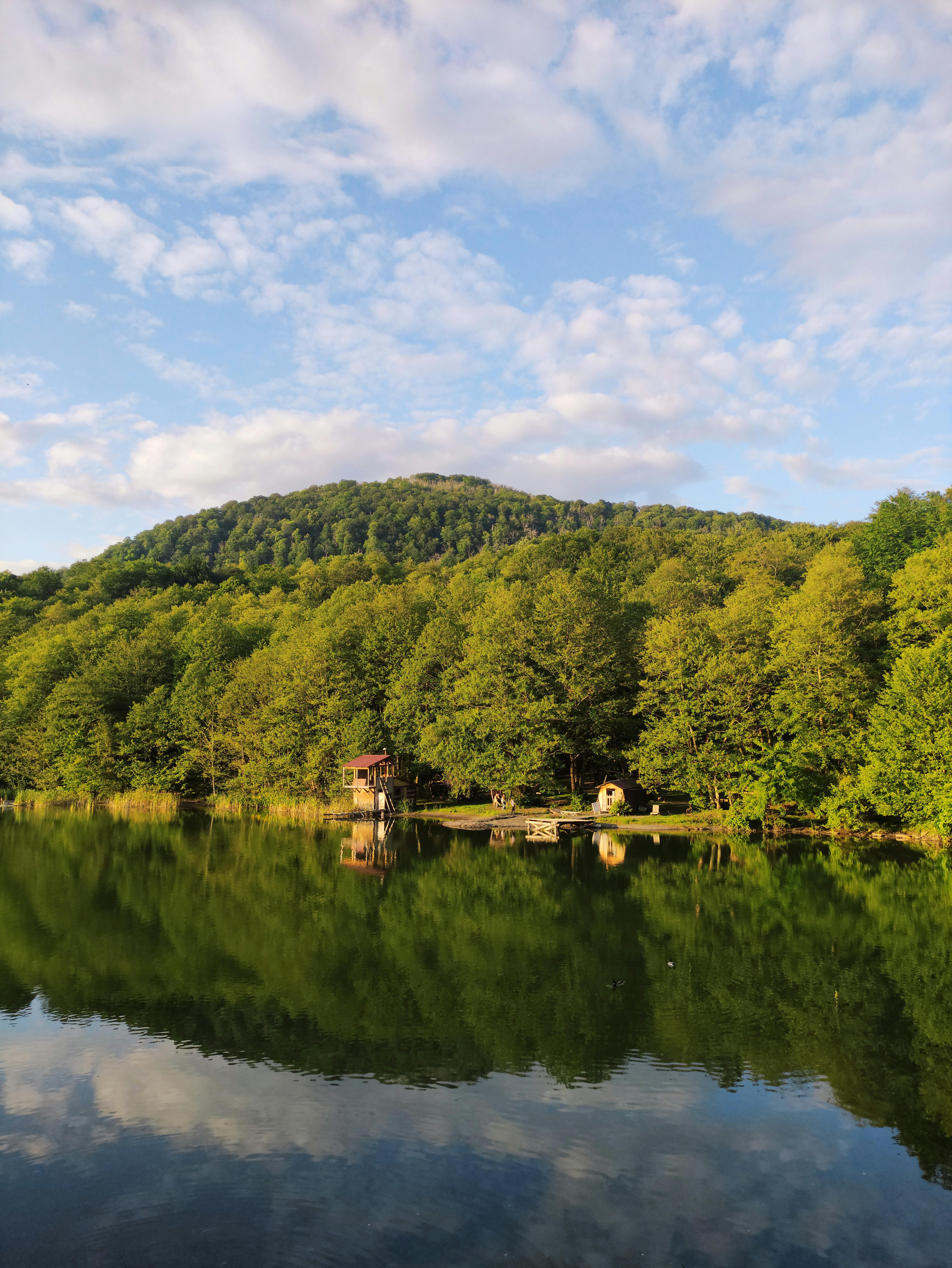 Forest Pics Photos, Download The BEST Free Forest Pics Stock Photos ...