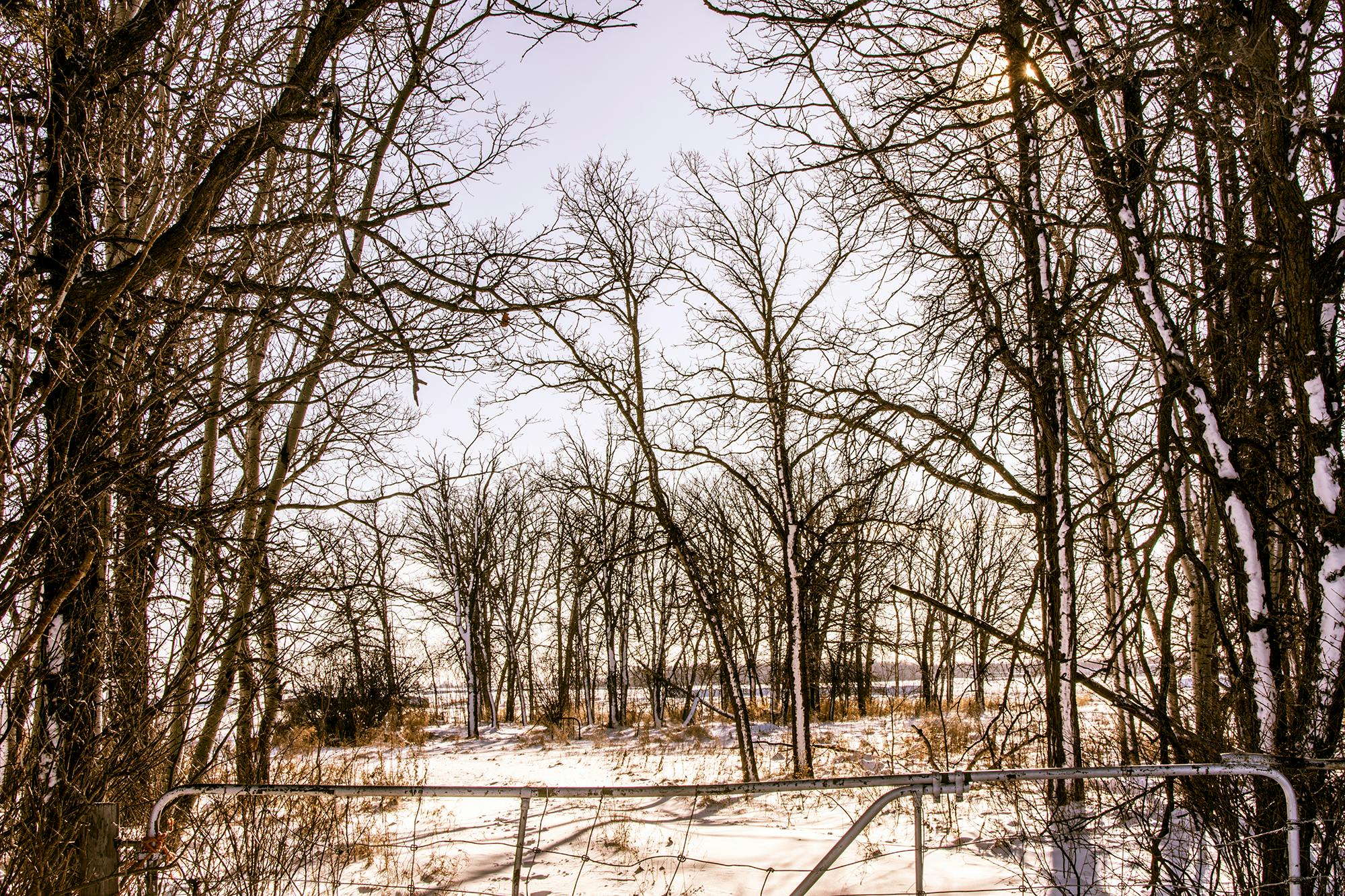 Low Angle View of Bare Trees in Winter · Free Stock Photo