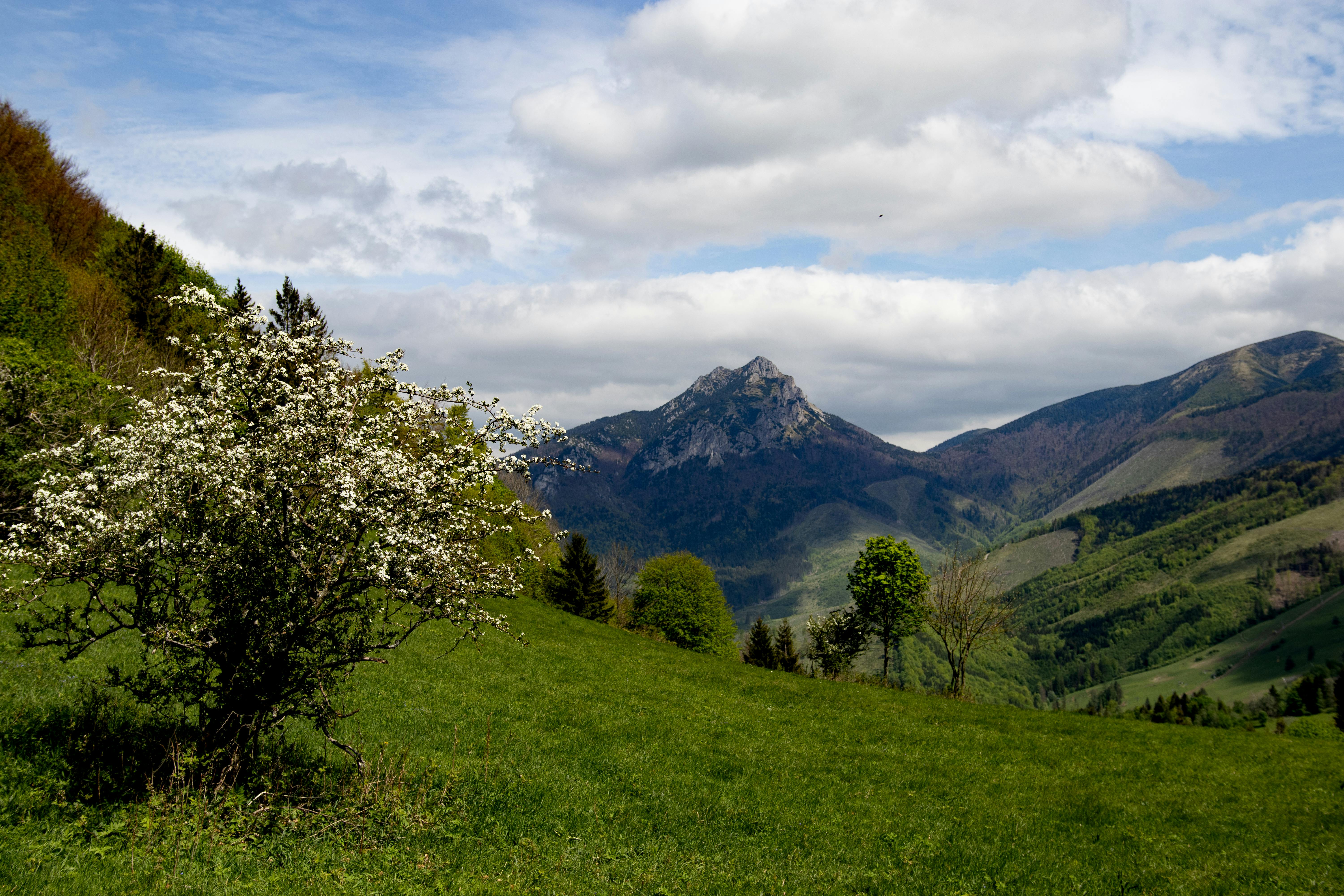 Green Valley with Trees and Plants between Mountains · Free Stock Photo