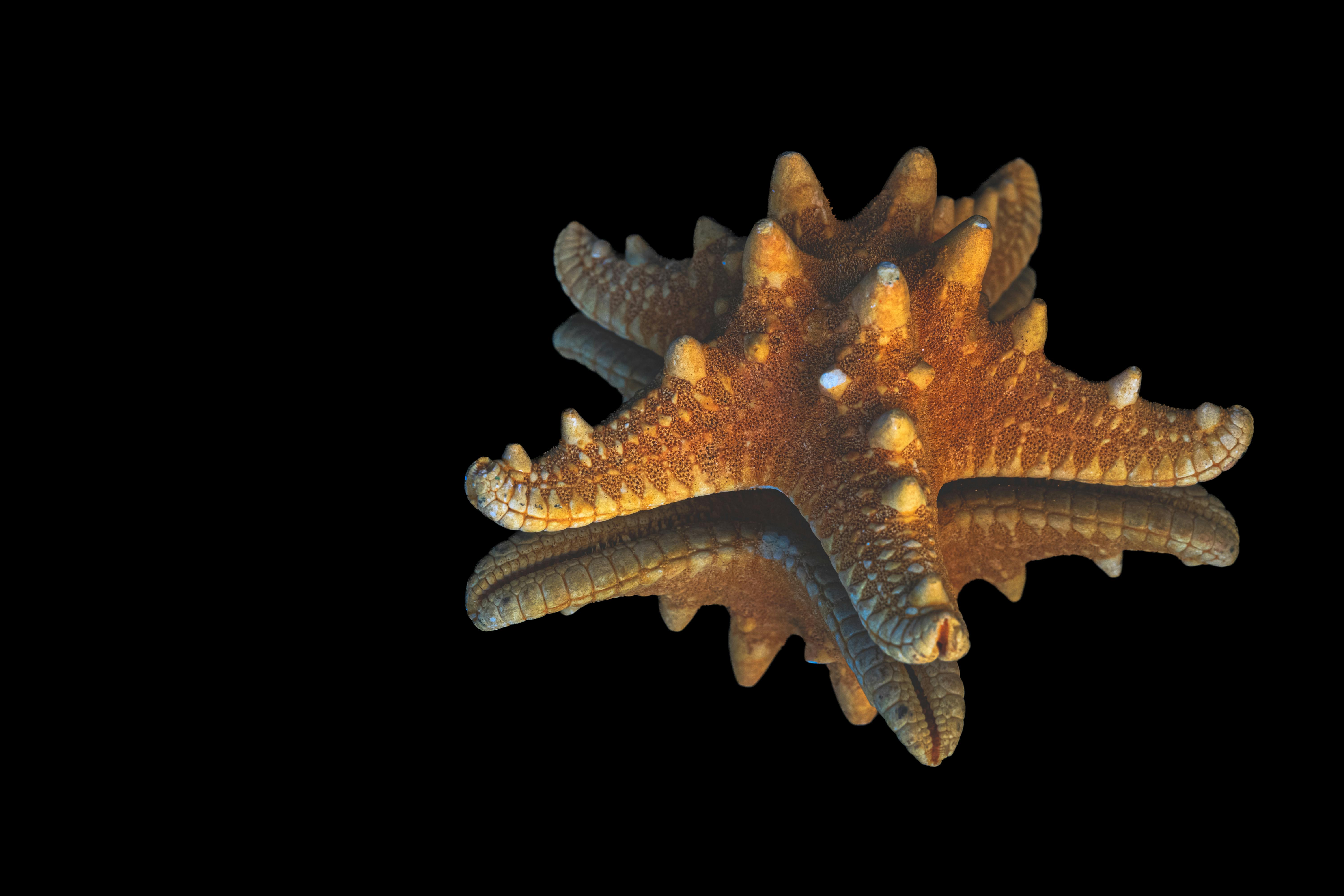 Closeup of Dry Orange Starfish · Free Stock Photo