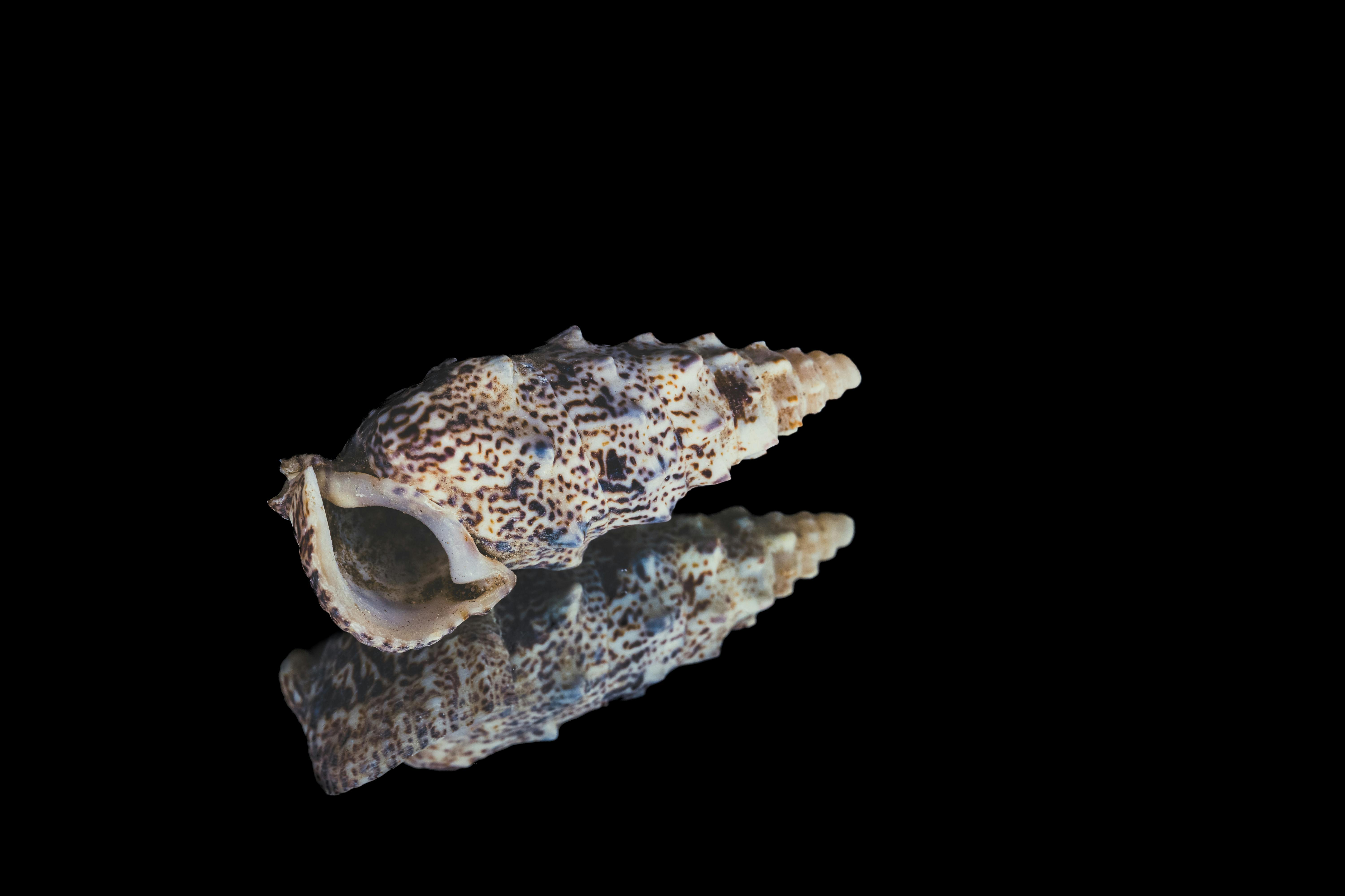 Closeup of Cumings Cerith Sea Snail Shell · Free Stock Photo