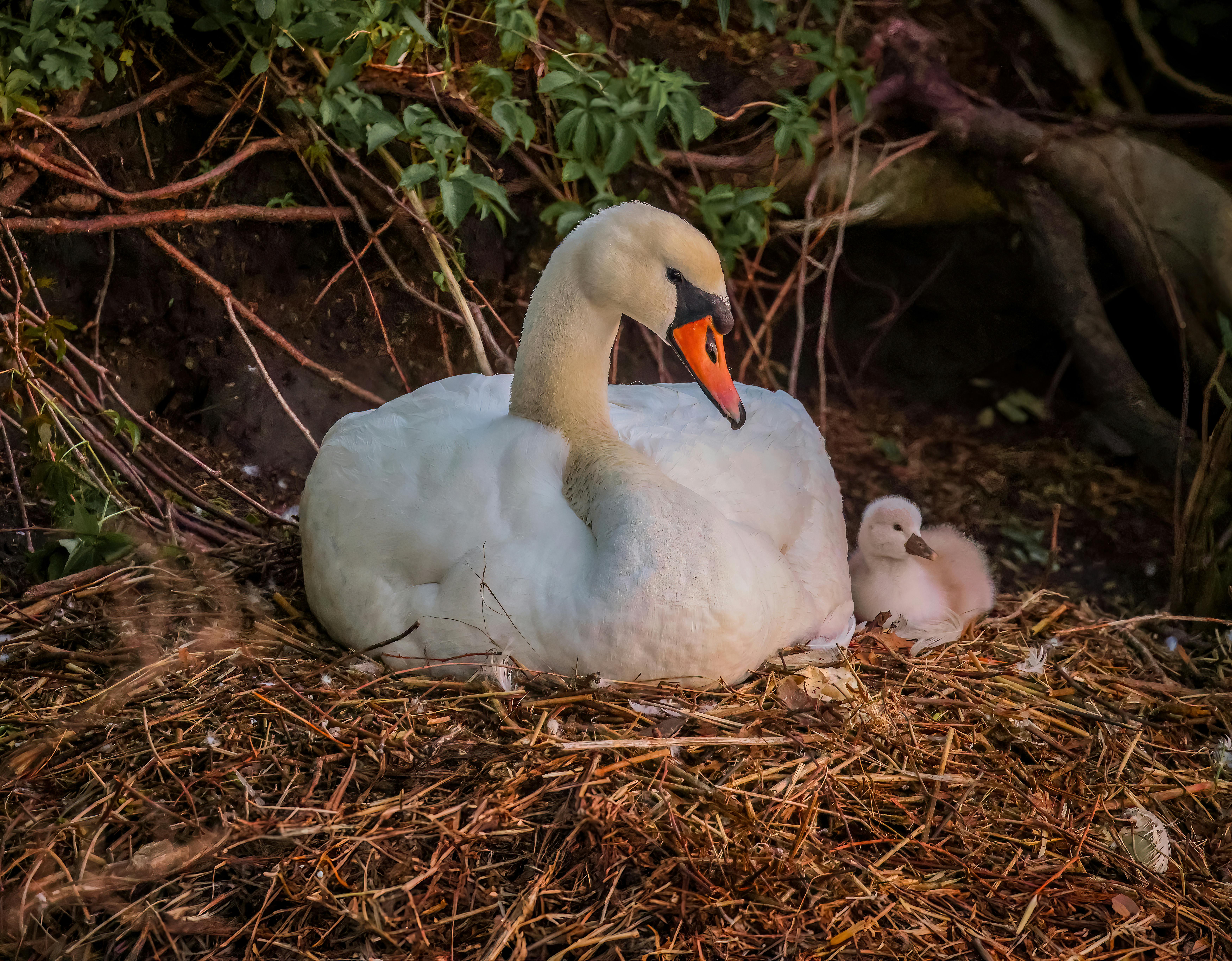 Swan and Cygnet in Nest · Free Stock Photo