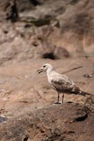 Free Stock Photos, Royalty Free Stock Images & Copyright Free Pictures ...