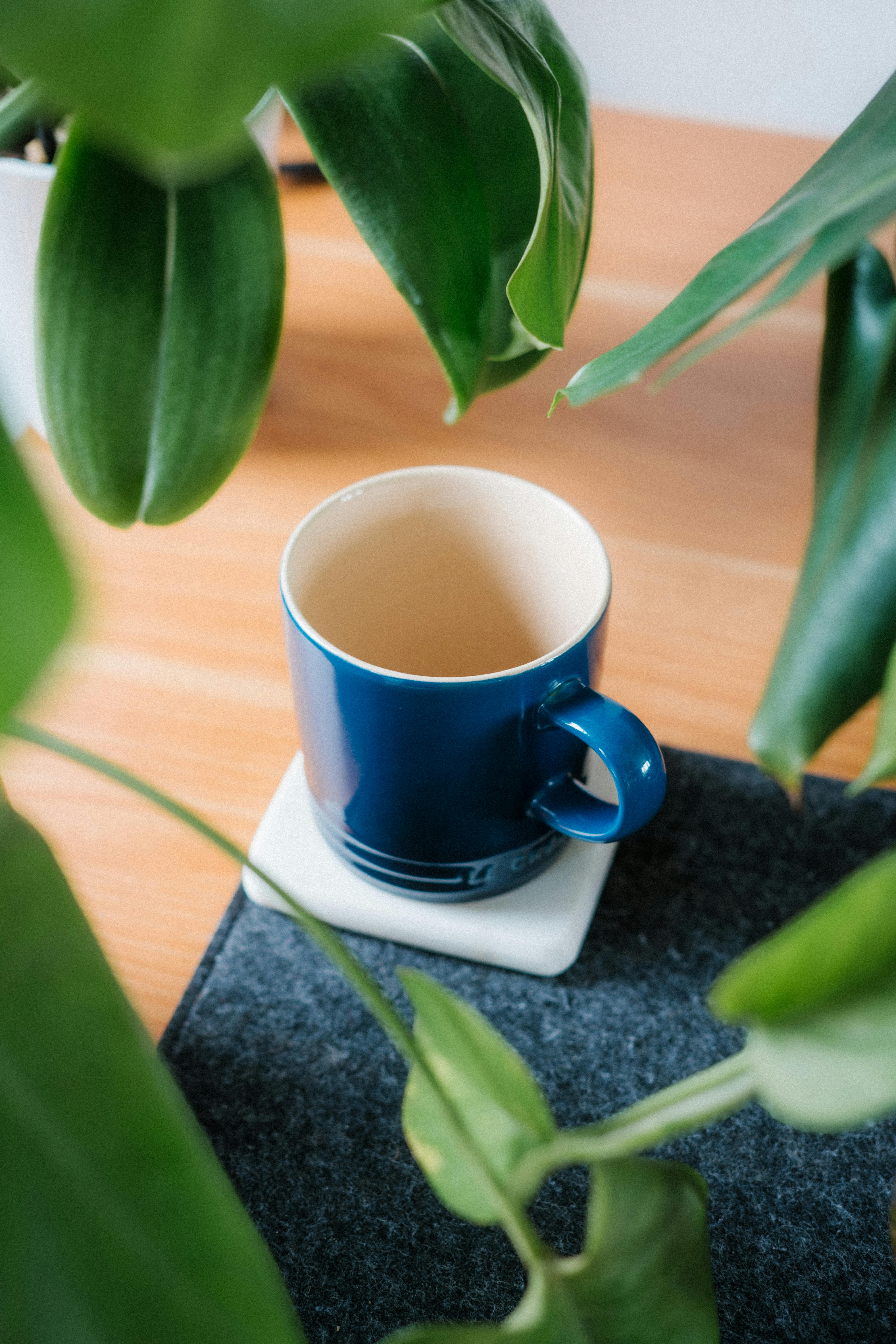 Mug Biru Dengan Tanaman · Foto Stok Gratis