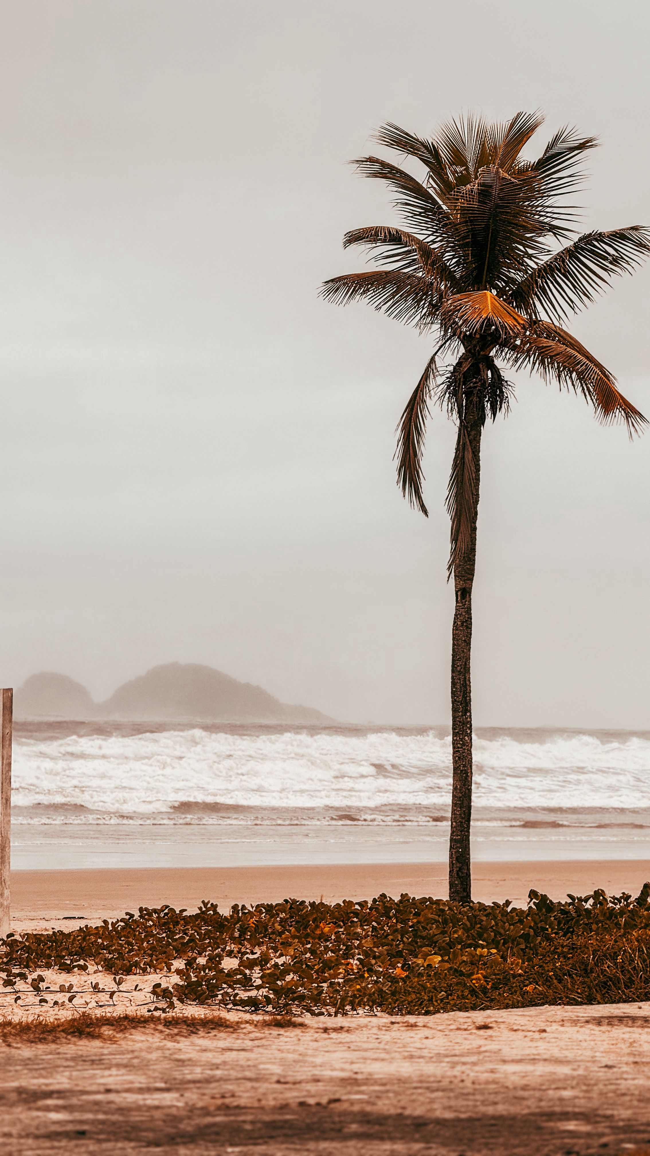 A palm tree stands alone on the beach · Free Stock Photo