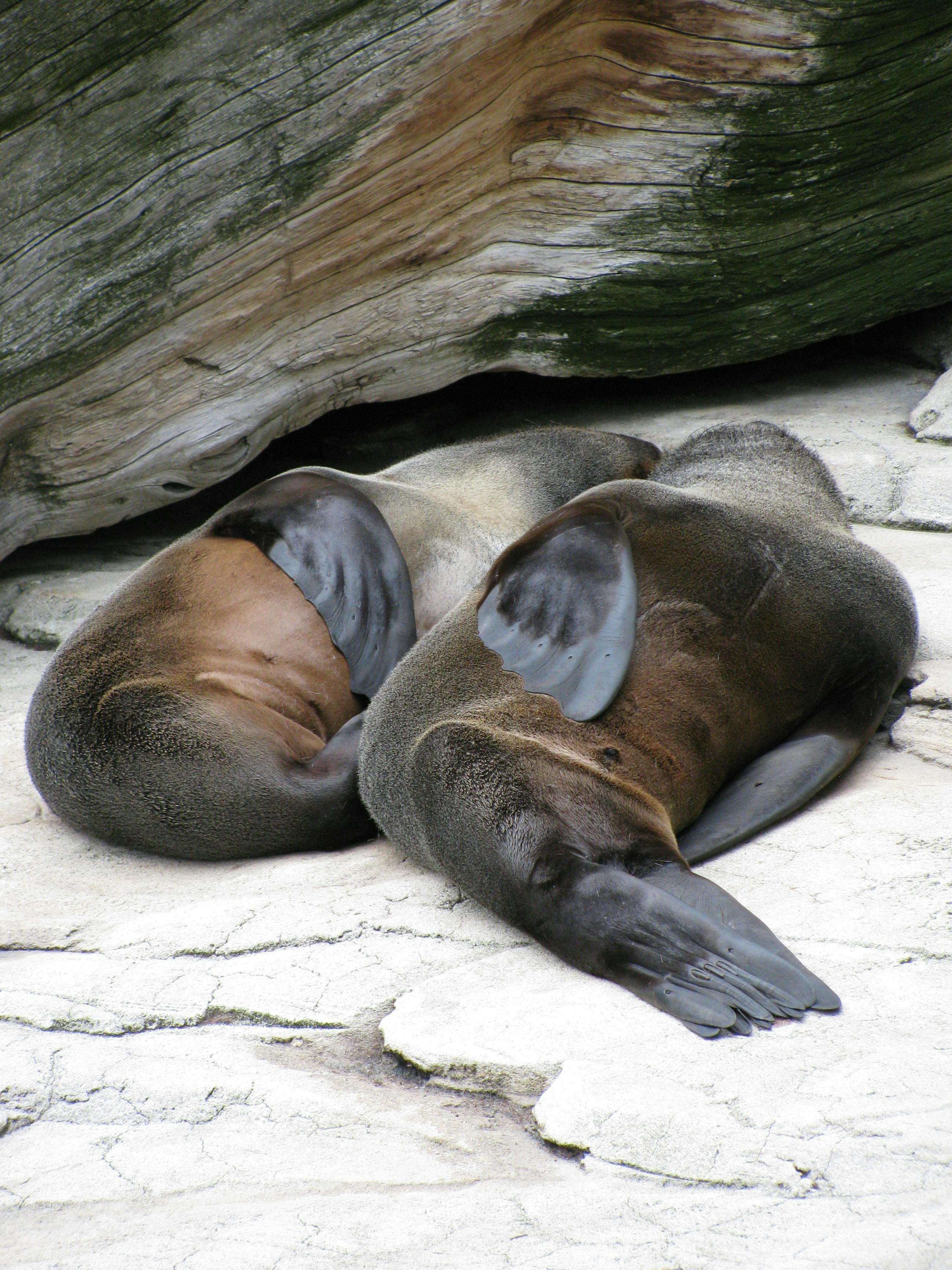 Two Lying Seals · Free Stock Photo