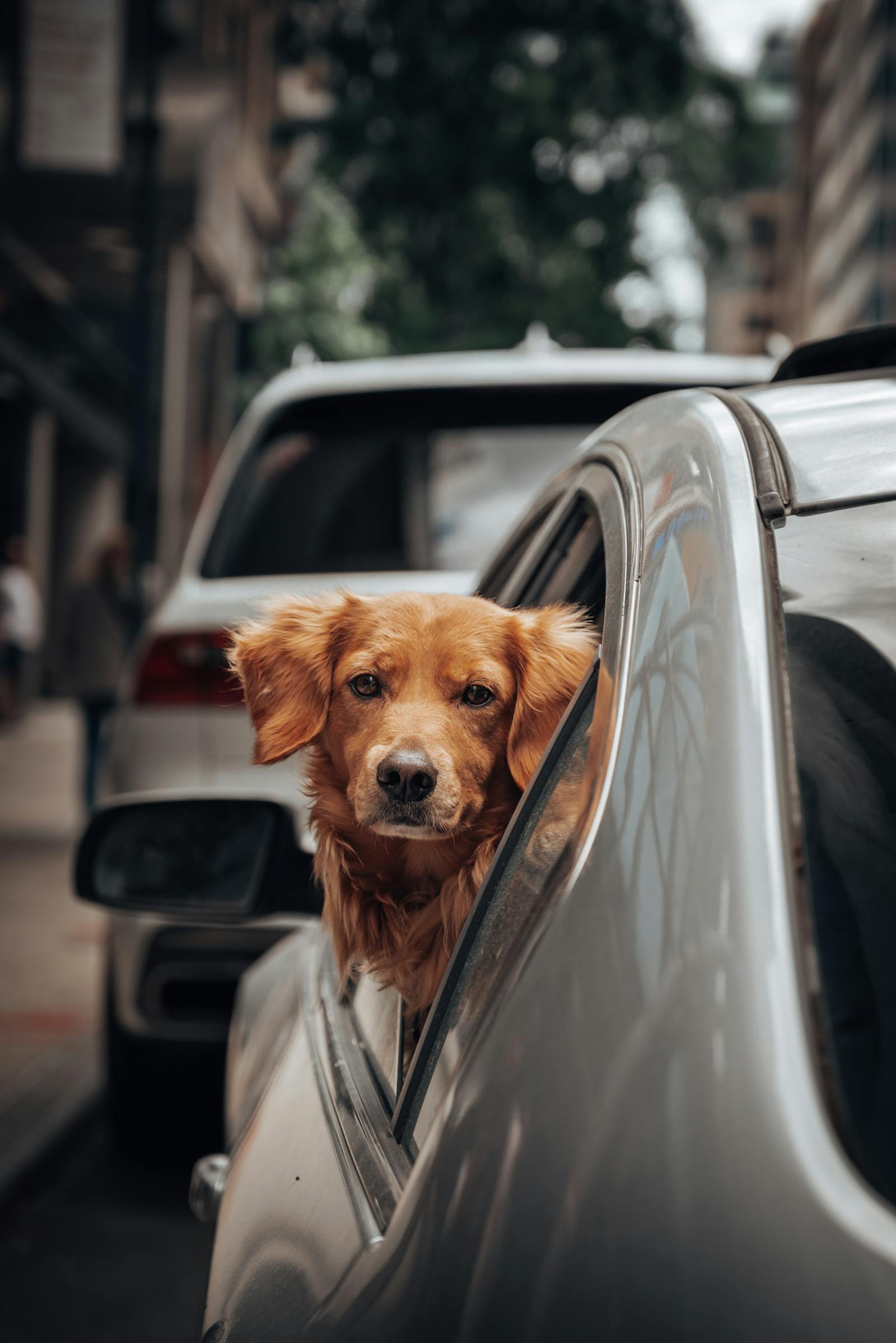 Dog Car Photos, Download The BEST Free Dog Car Stock Photos & HD Images