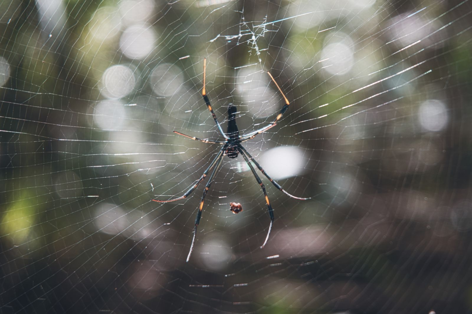 Spider Hanging From A Web Photos, Download The BEST Free Spider Hanging ...