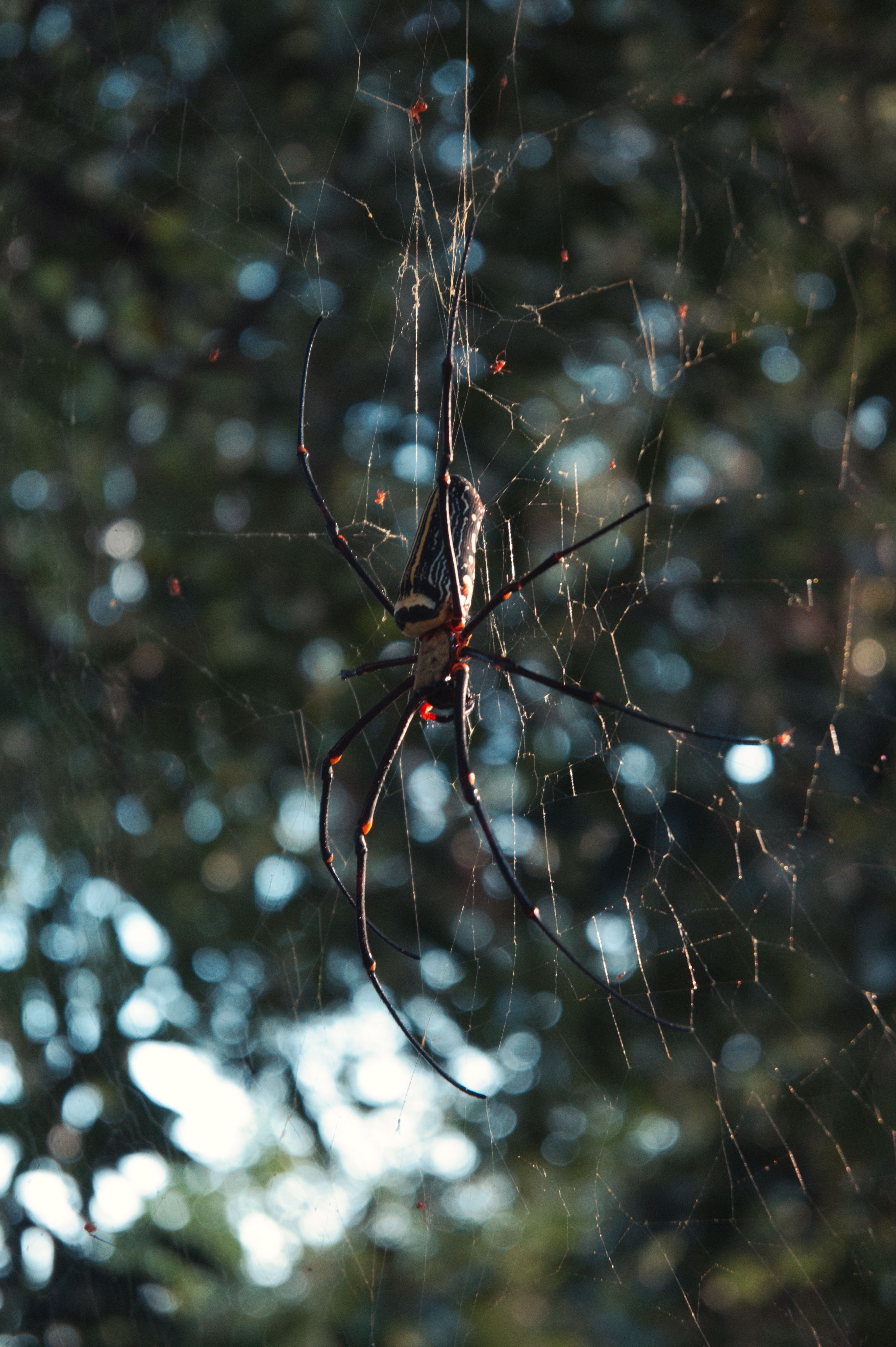 Spider Route Photos, Download The BEST Free Spider Route Stock Photos ...