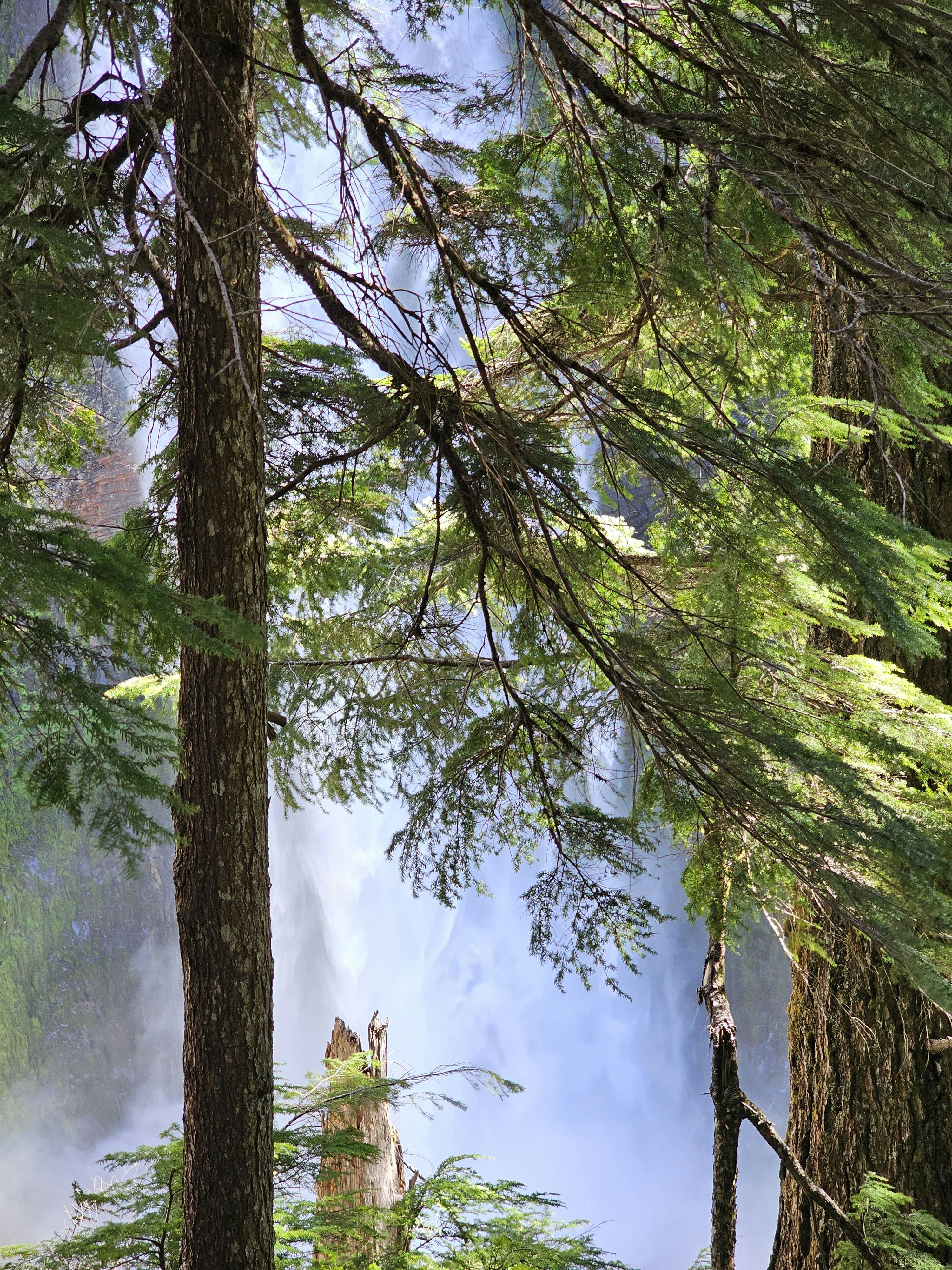 Tree in front of a Waterfall · Free Stock Photo