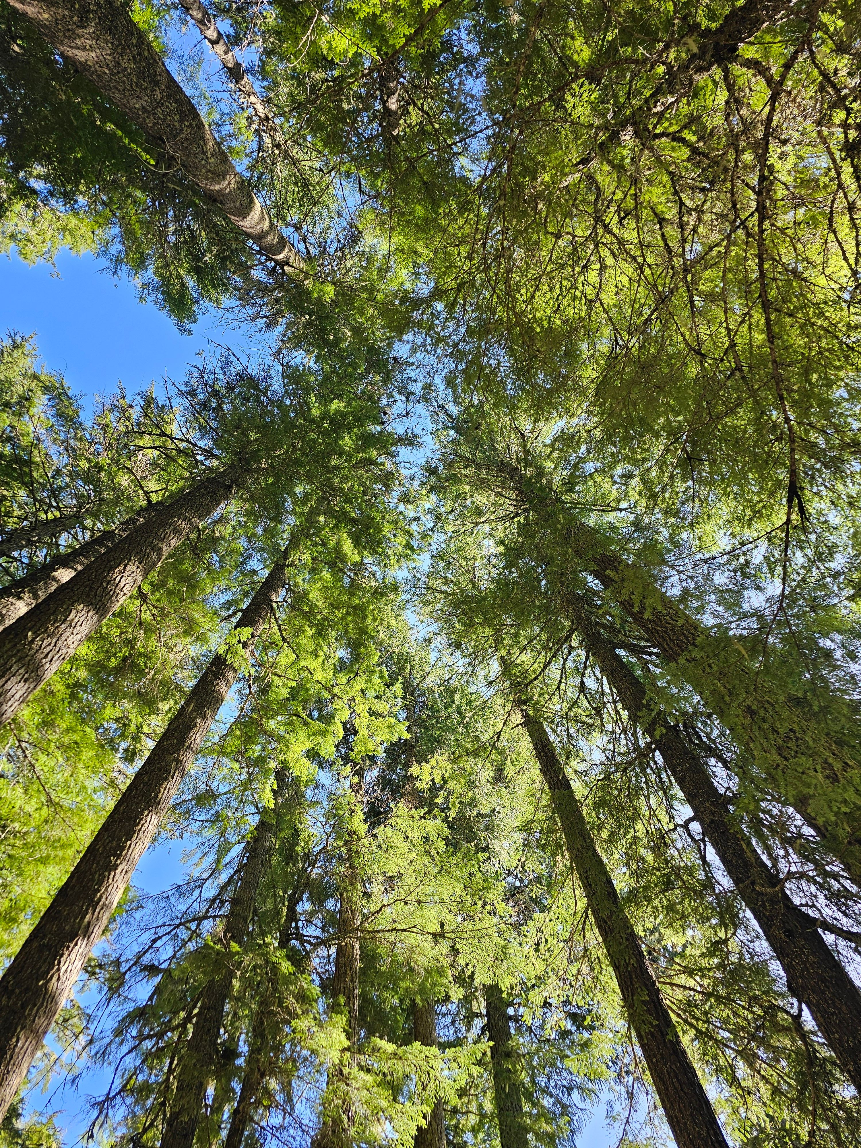 Tall Coniferous Trees · Free Stock Photo