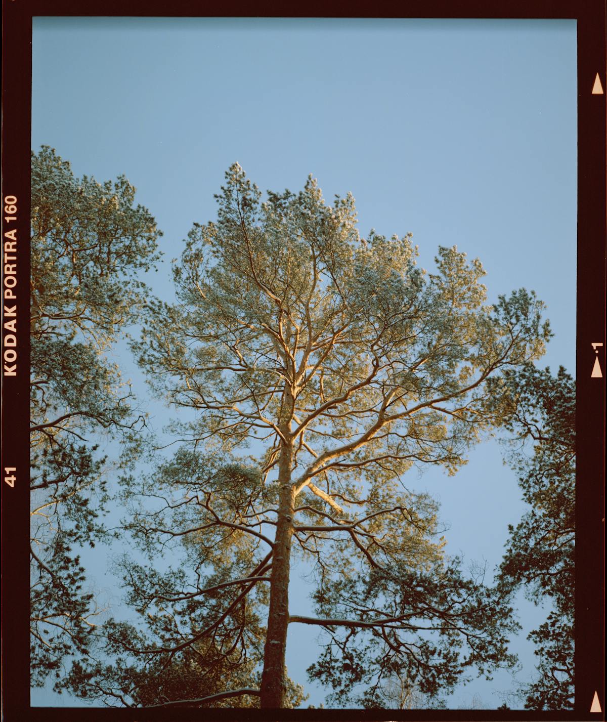 Tall Tree Photos, Download The BEST Free Tall Tree Stock Photos & HD Images