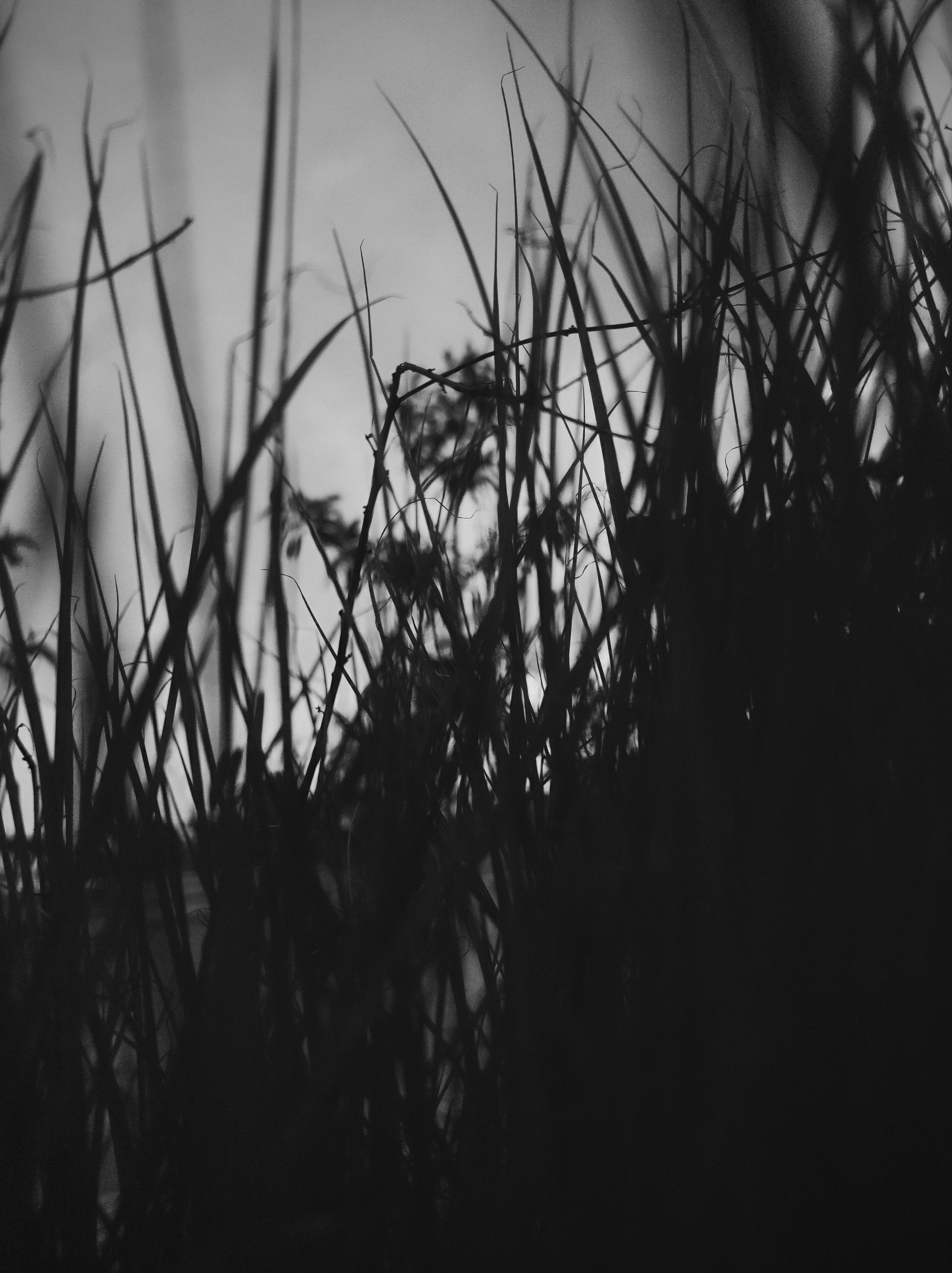 Nusrat Mim - Fotografía