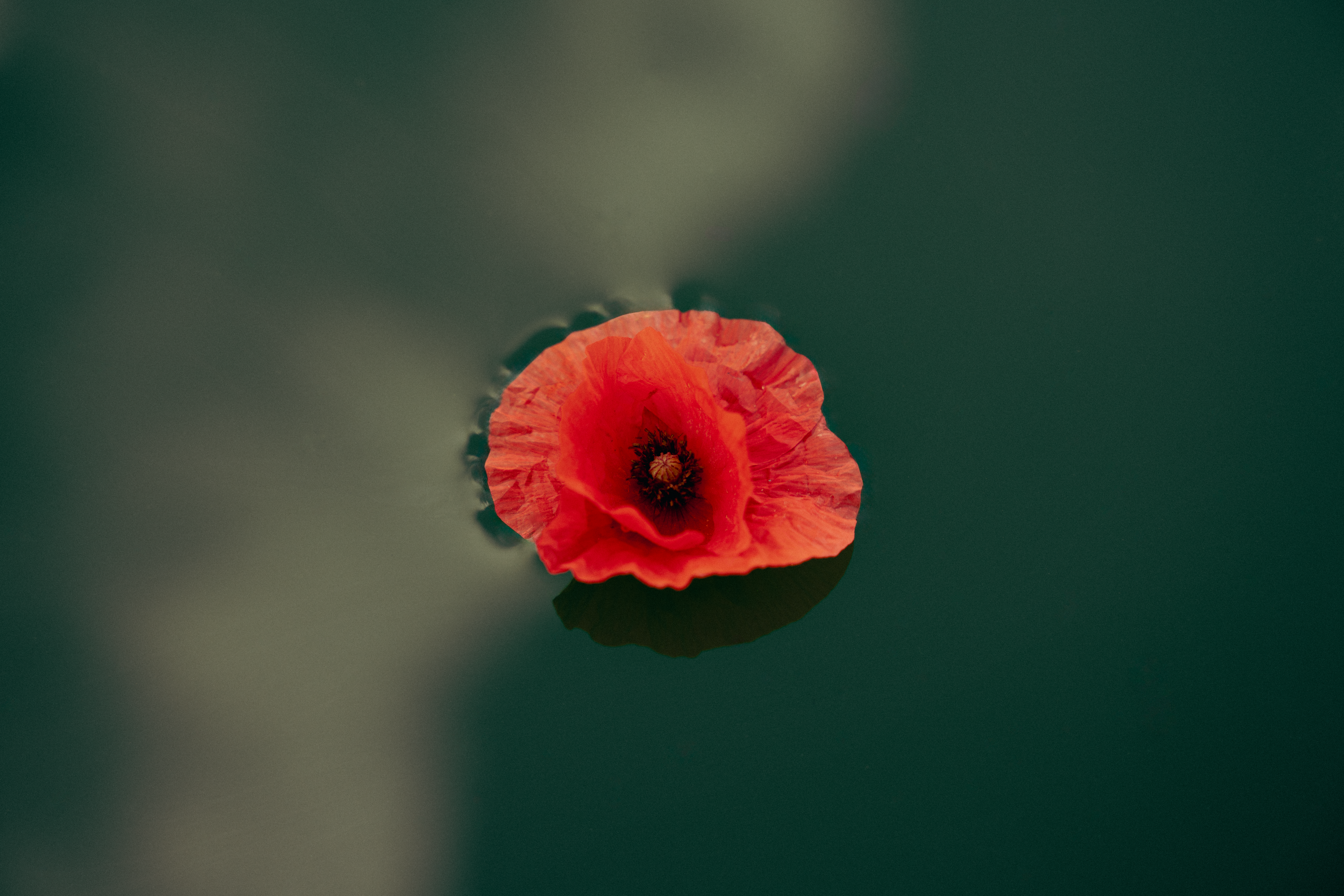 Poppy in Pond · Free Stock Photo