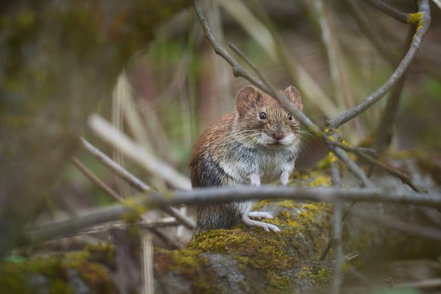 European Water Vole Facts and Information for Kids