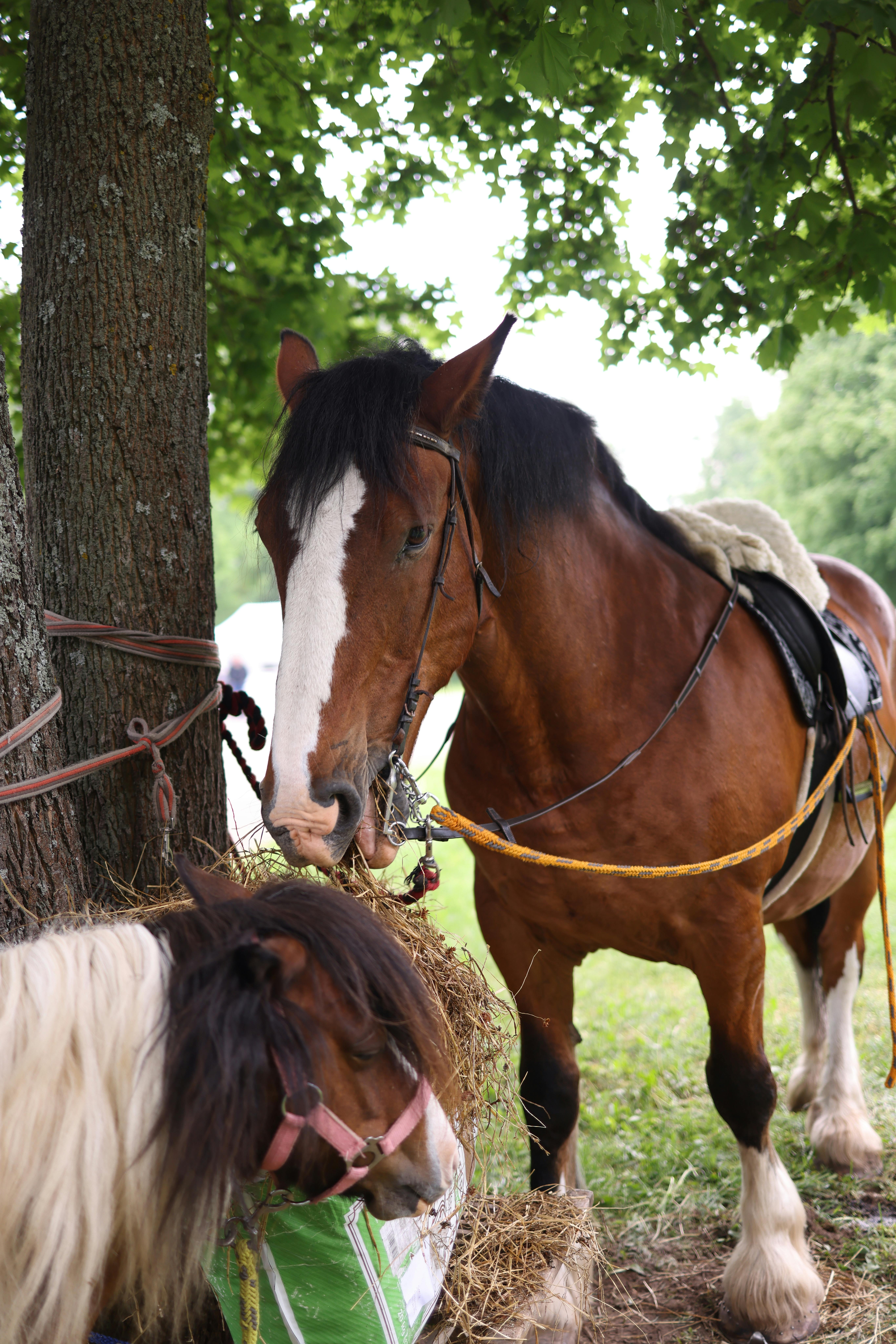 Horse Handler Photos, Download The BEST Free Horse Handler Stock Photos ...