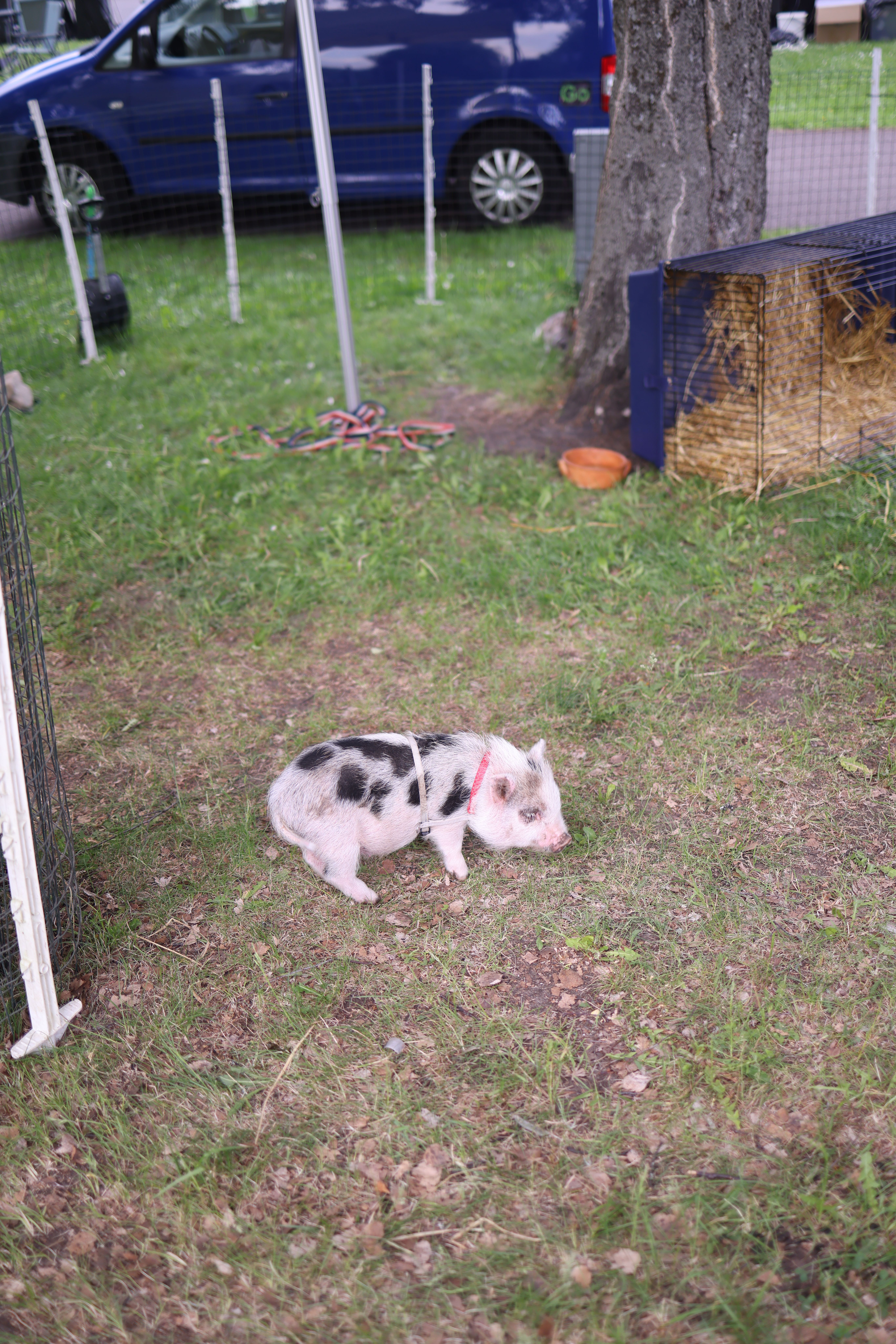 Close-up of a Cute Mini Pig · Free Stock Photo